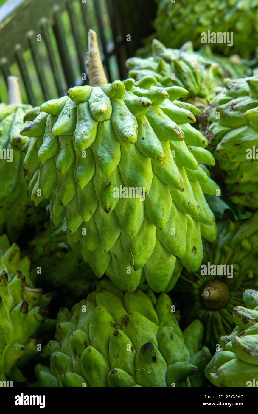 Annona squamosa fruit also known as Pinha or Fruta do Conde in Brazil ...