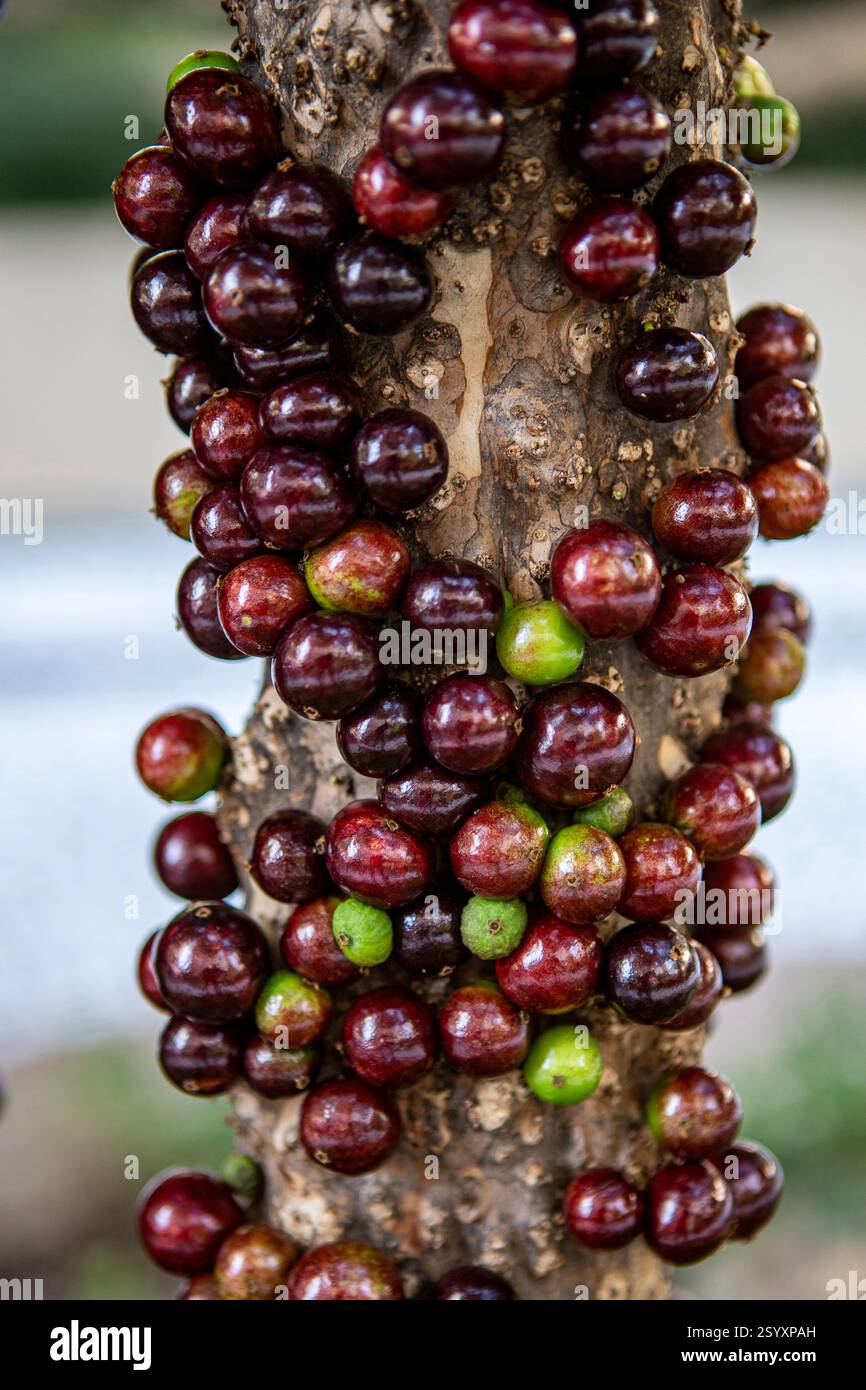 Jabuticaba fruit.The exotic fruit of the jaboticaba growing on the tree ...