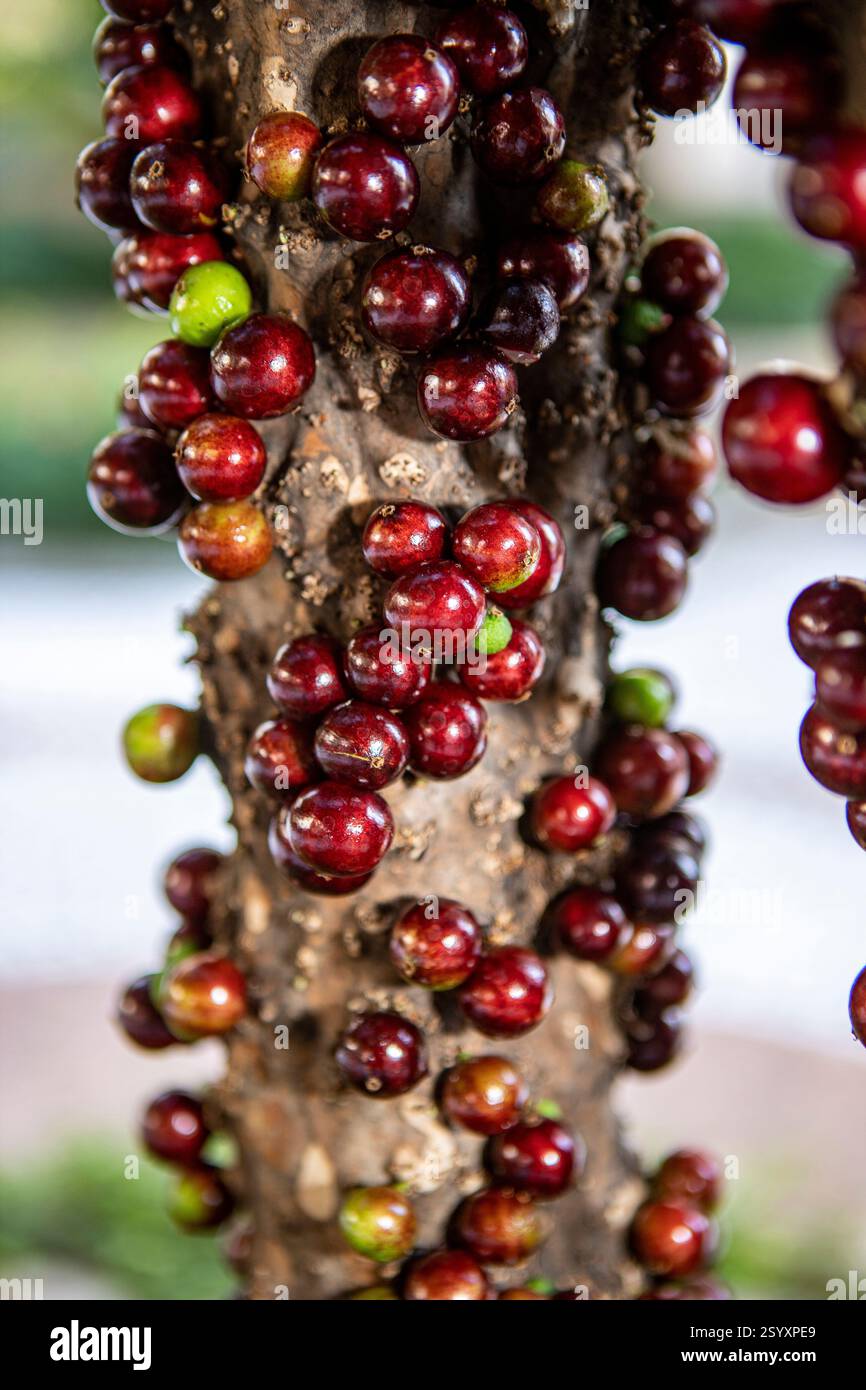 Jabuticaba fruit.The exotic fruit of the jaboticaba growing on the tree ...
