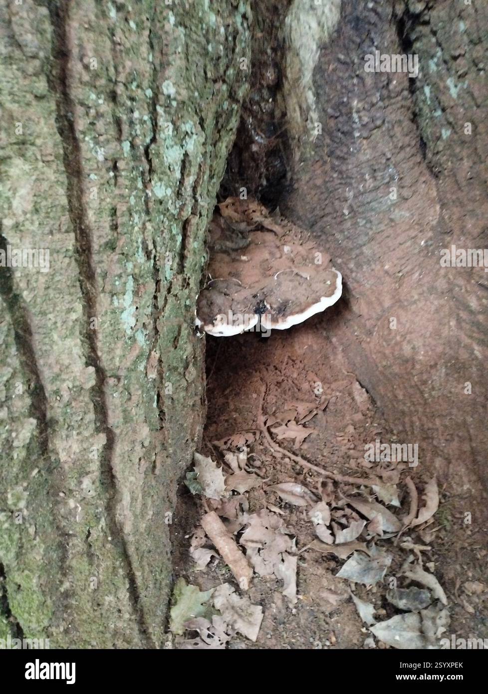 Artist's Brackets, Reishi, and Allies (Ganoderma), Fungi, Southampton ...