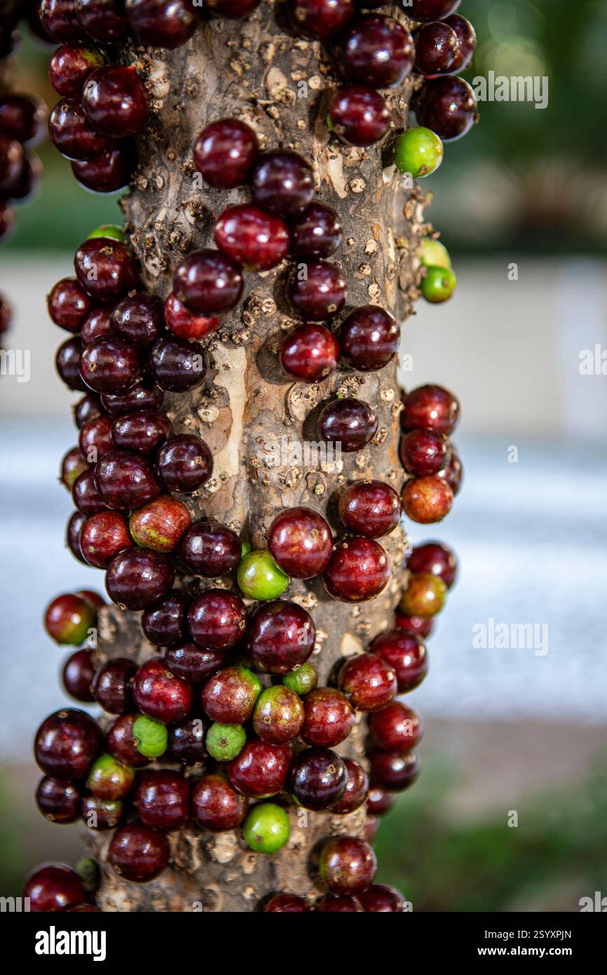 Jabuticaba fruit.The exotic fruit of the jaboticaba growing on the tree ...