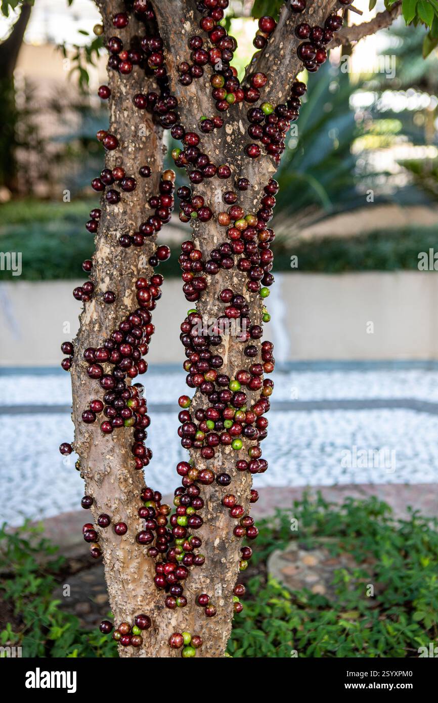 Jabuticaba fruit.The exotic fruit of the jaboticaba growing on the tree ...