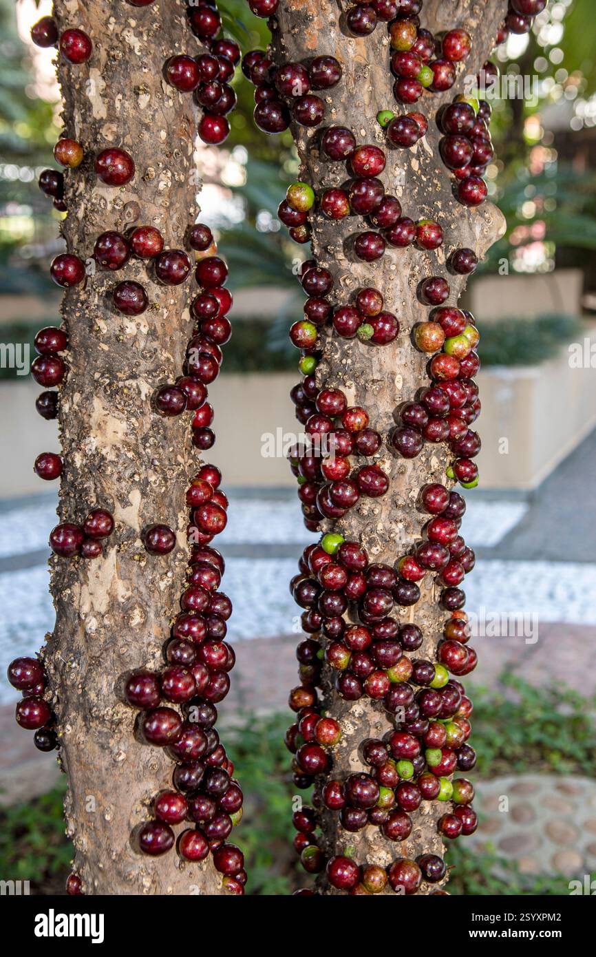 Jabuticaba fruit.The exotic fruit of the jaboticaba growing on the tree ...