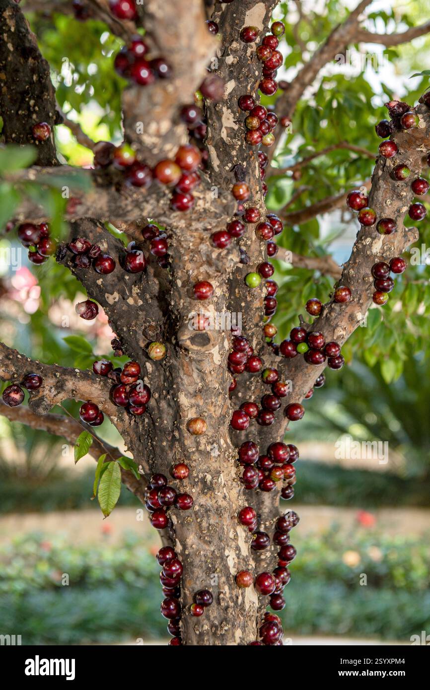 Jabuticaba fruit.The exotic fruit of the jaboticaba growing on the tree ...