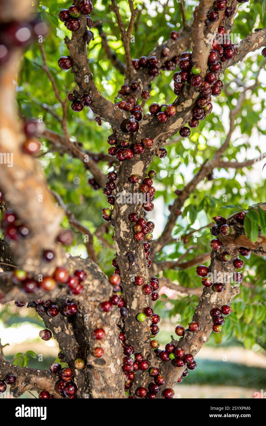 Jabuticaba fruit.The exotic fruit of the jaboticaba growing on the tree ...