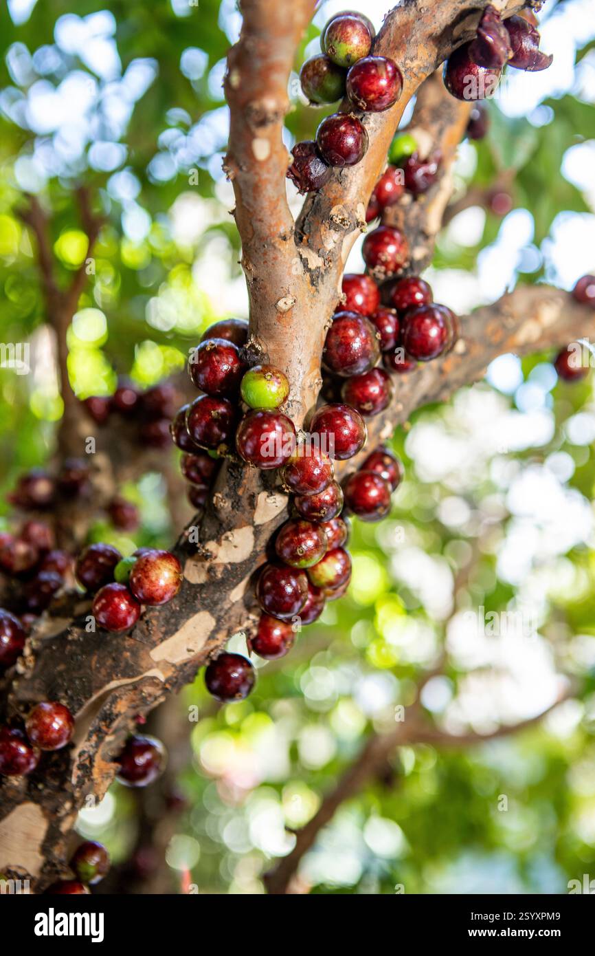 Jabuticaba fruit.The exotic fruit of the jaboticaba growing on the tree ...