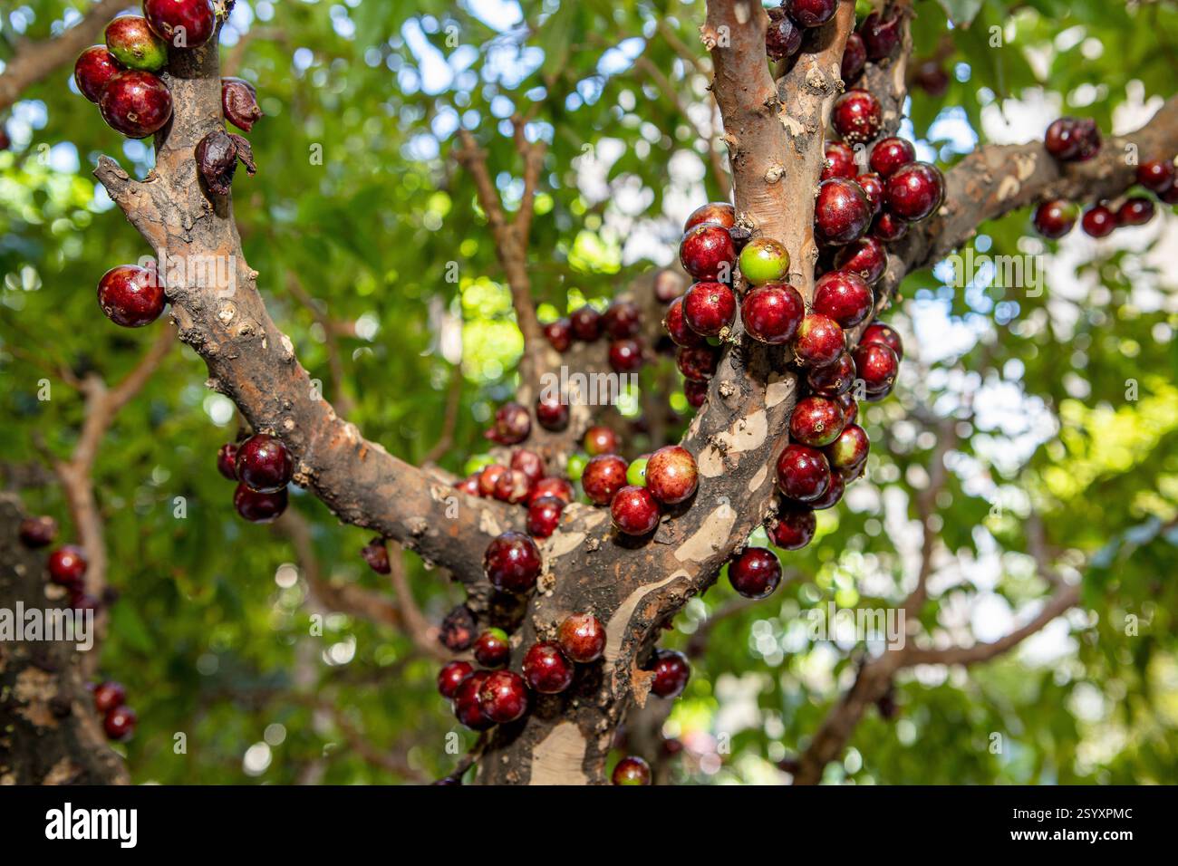 Jabuticaba fruit.The exotic fruit of the jaboticaba growing on the tree ...