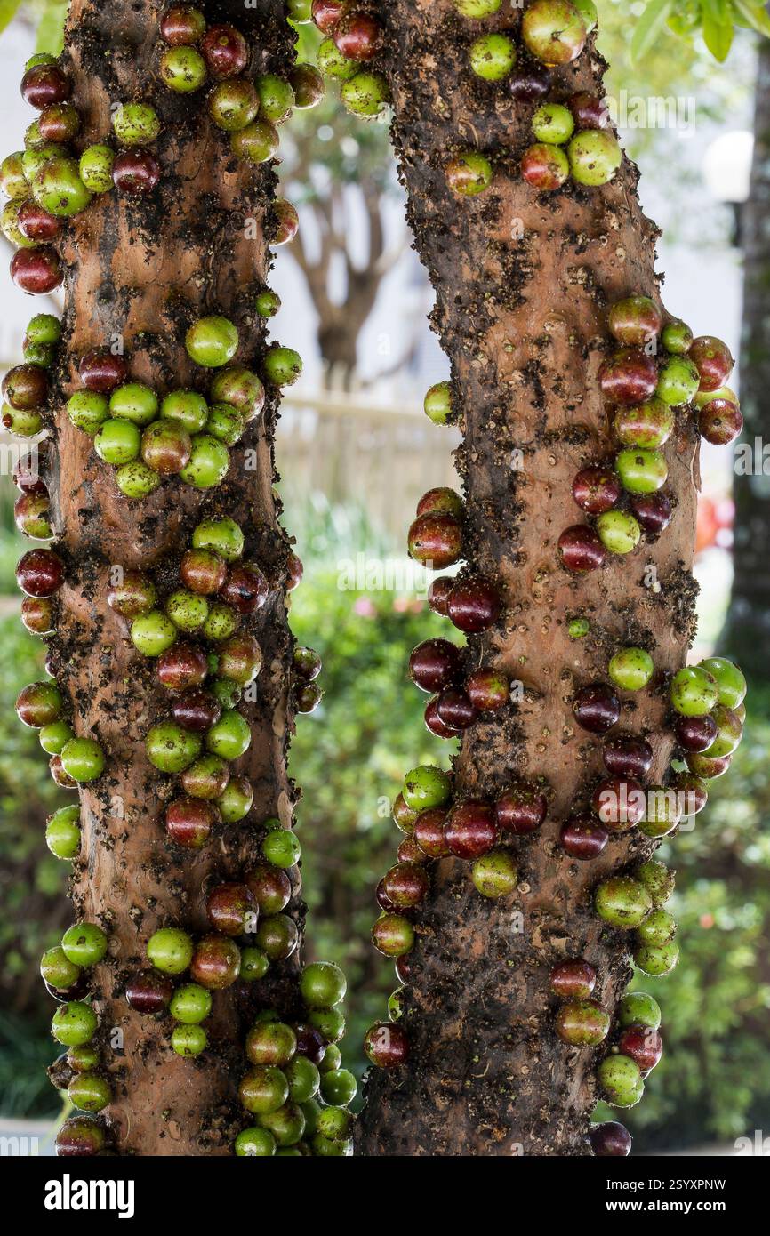 Fruit. Exotic. Jabuticaba in the tree. Jaboticaba is the native ...