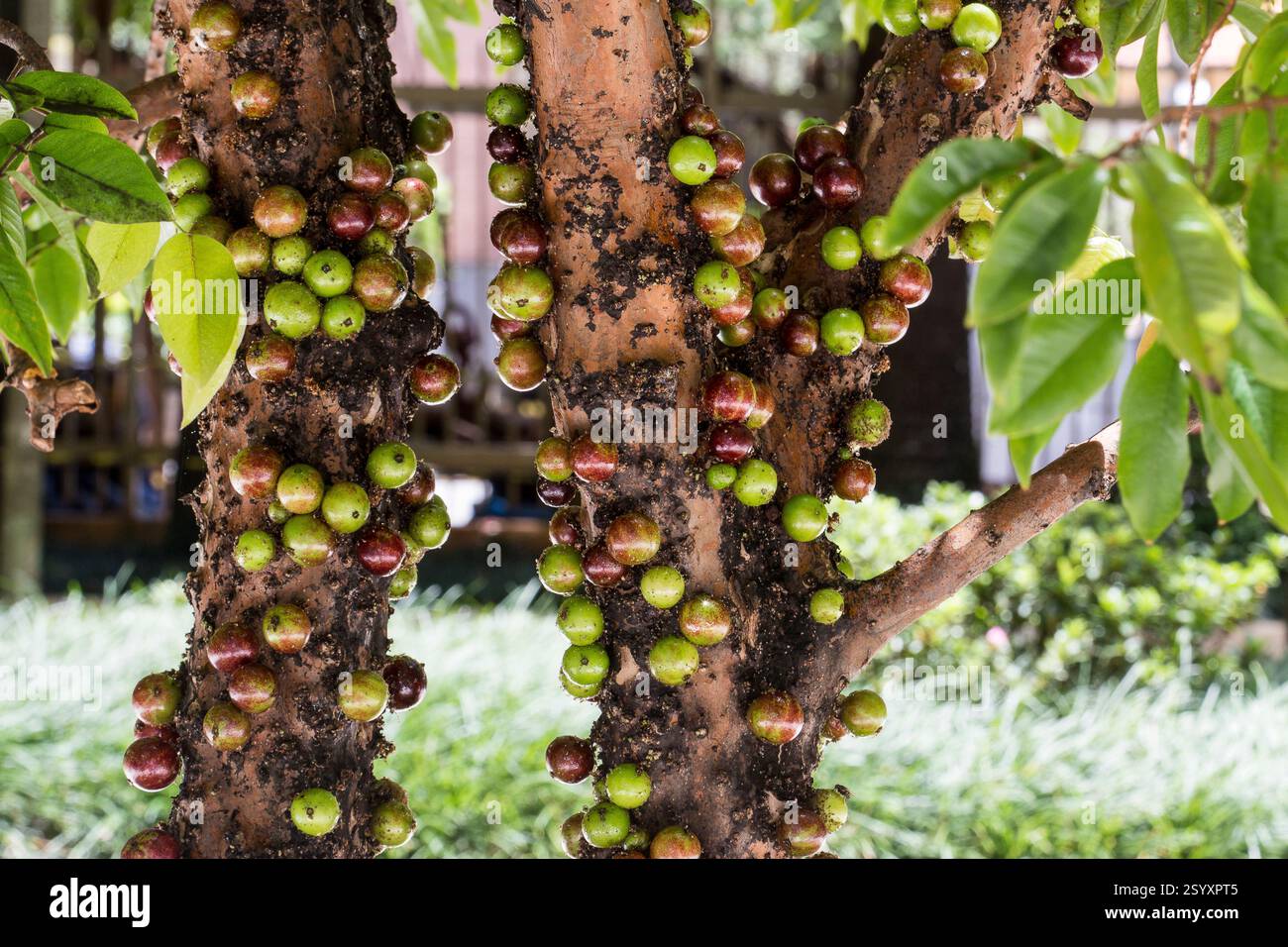 Fruit. Exotic. Jabuticaba in the tree. Jaboticaba is the native ...