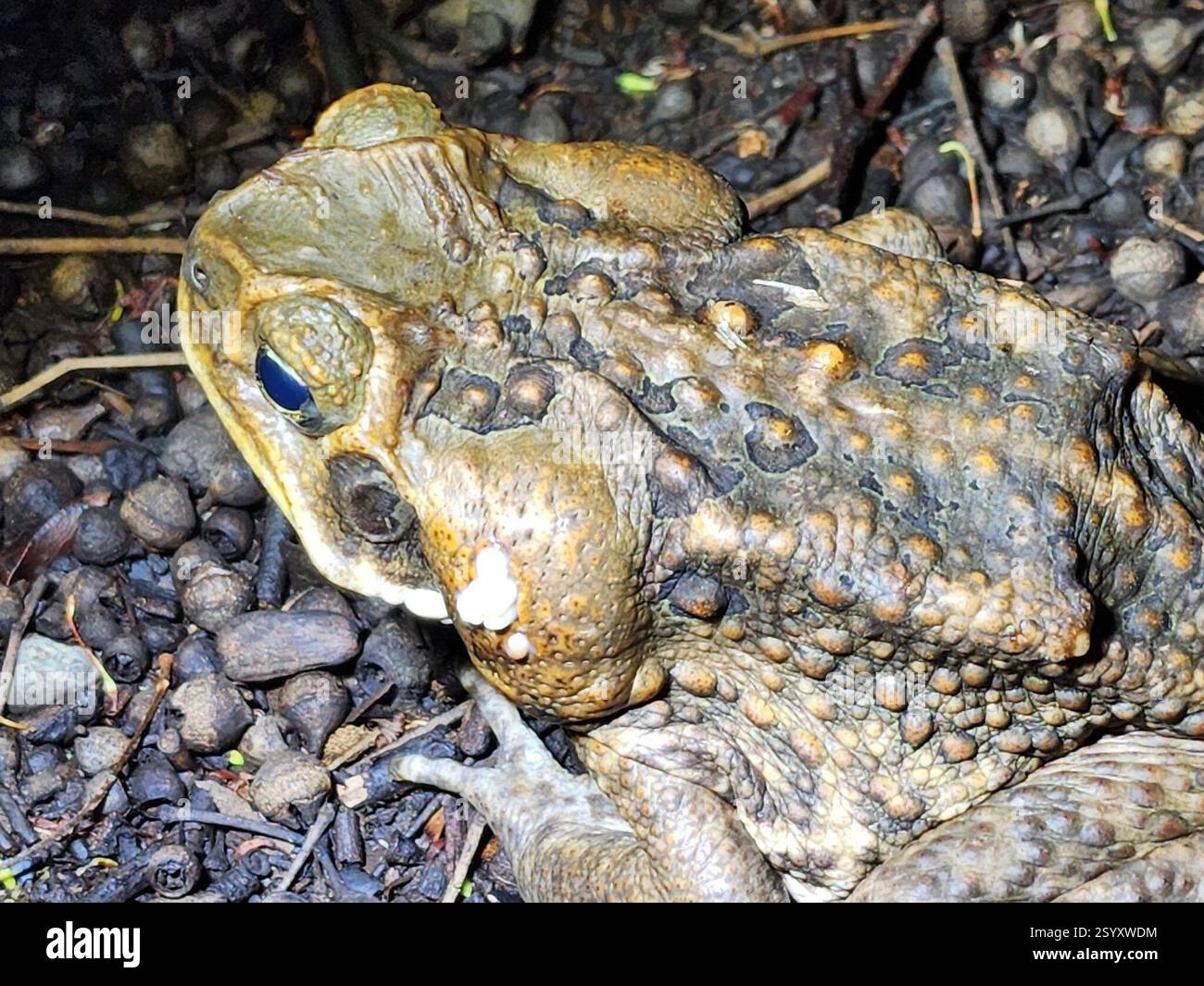 Cane Toad (Rhinella marina), Amphibia, Bouldercombe QLD 4702, Australia ...