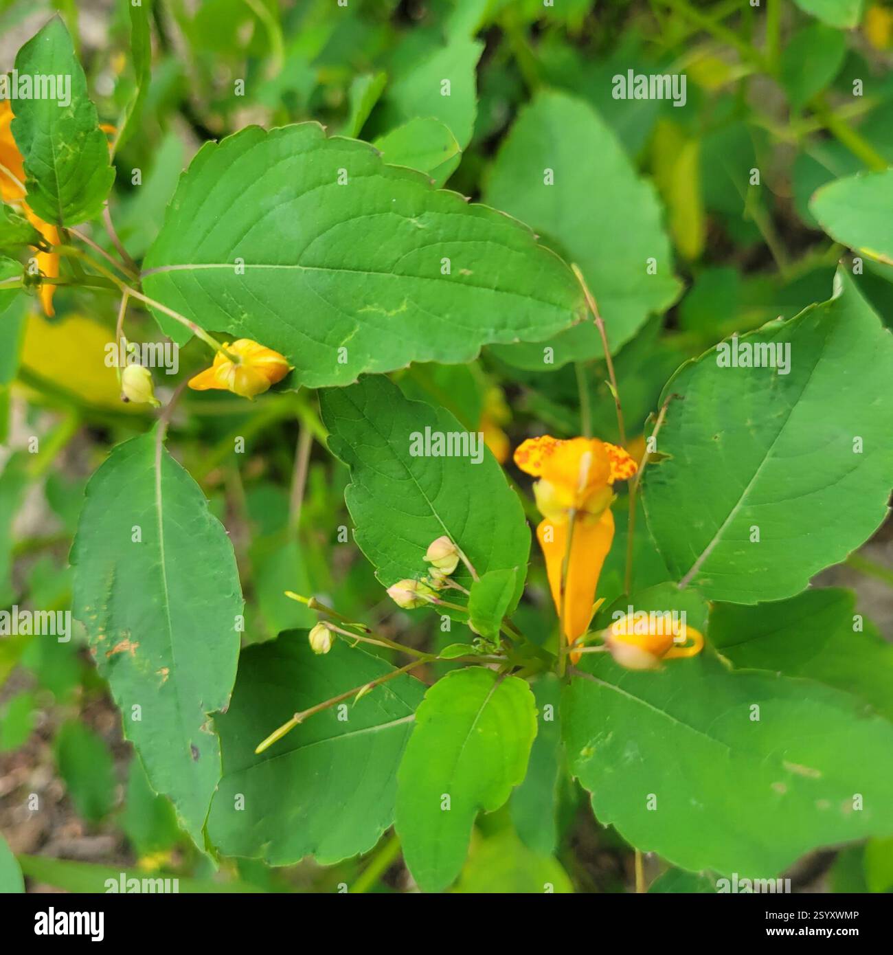 common jewelweed (Impatiens capensis), Plantae, Madison, WI, USA Stock ...