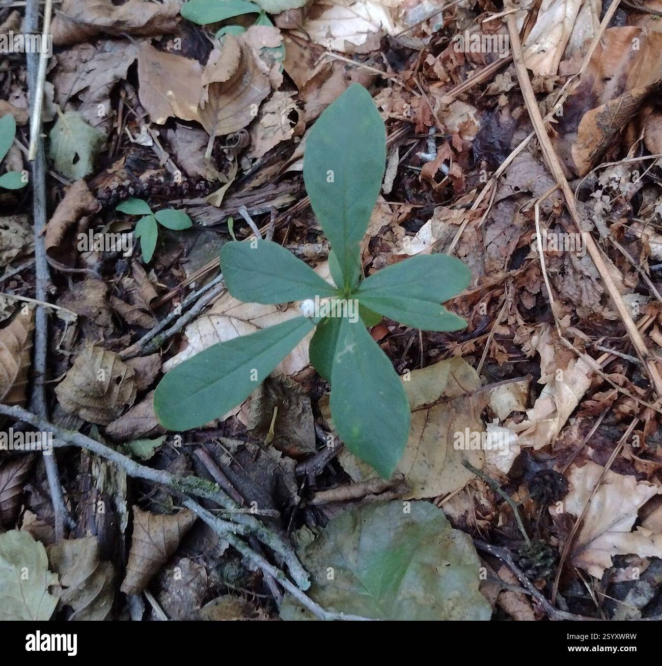 Arctic Starflower (Lysimachia europaea), Plantae, Powiat iławski ...