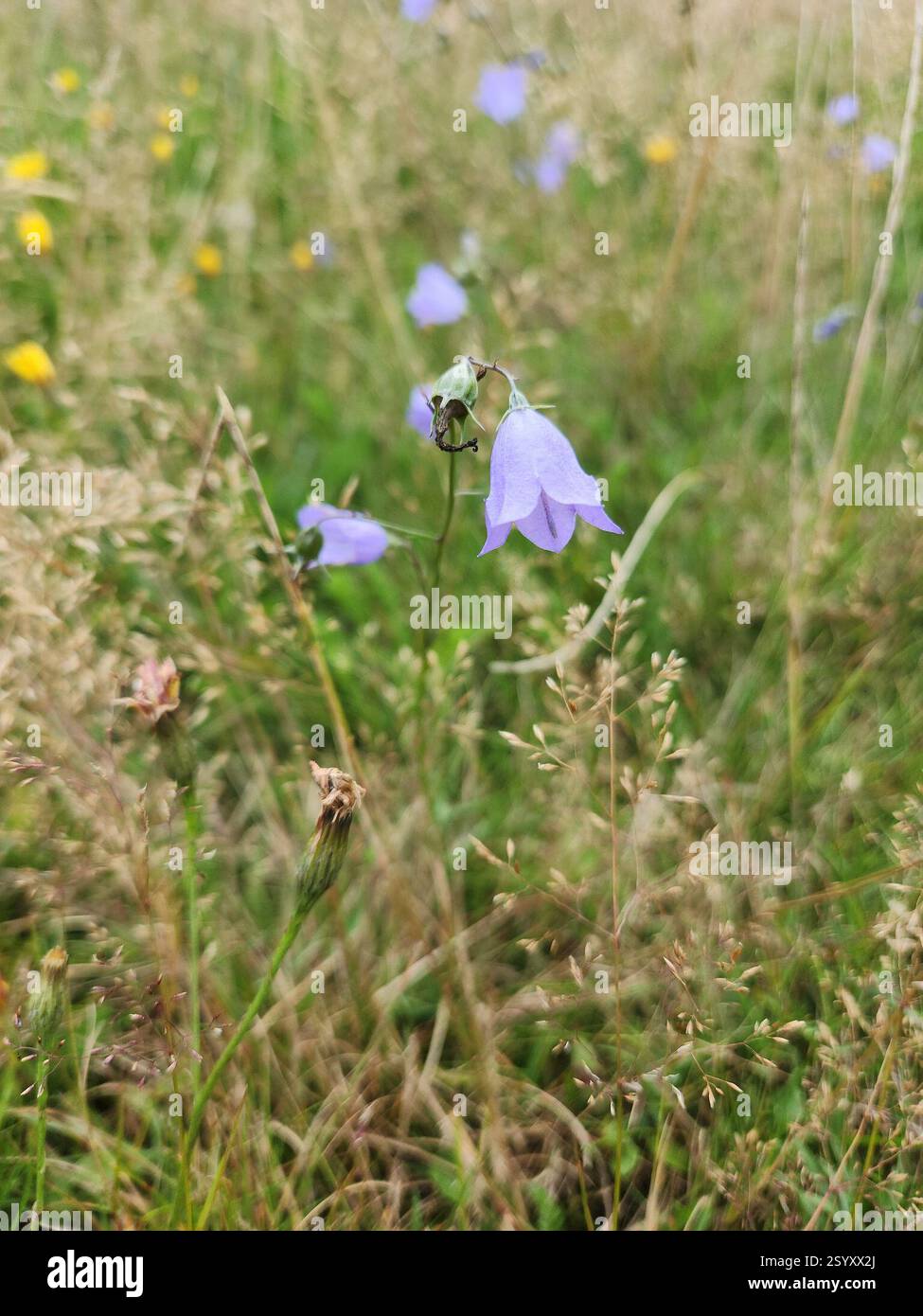 Common Harebell (Campanula rotundifolia), Plantae, Surrey Stock Photo ...