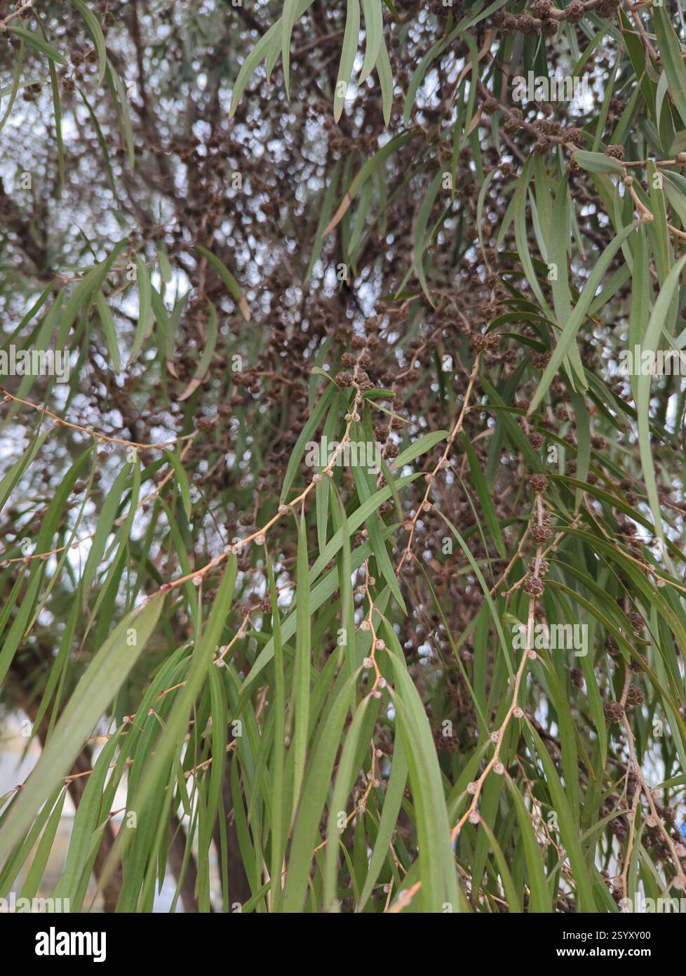 Western Australian Peppermint (Agonis flexuosa), Plantae, Belmont VIC ...