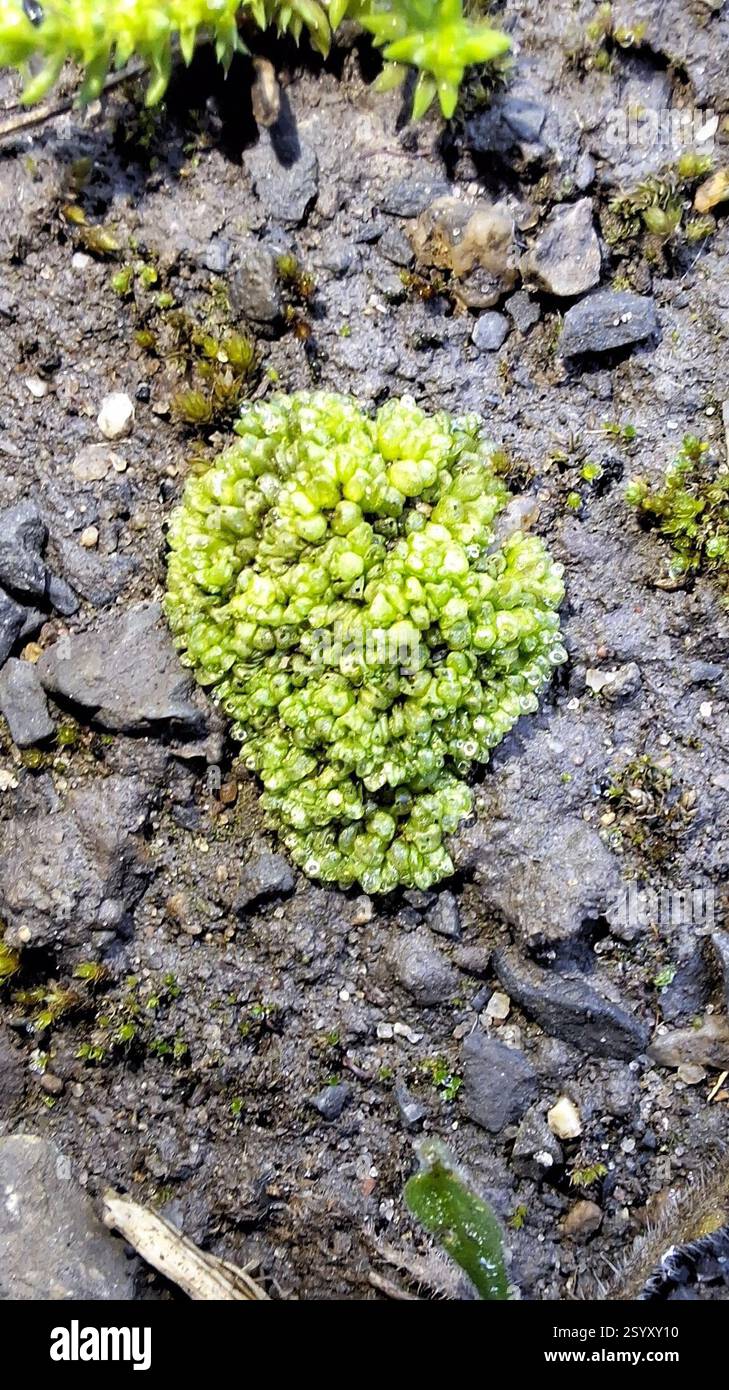 Texas Balloonwort (Sphaerocarpos texanus), Plantae, West Beach SA 5024 ...