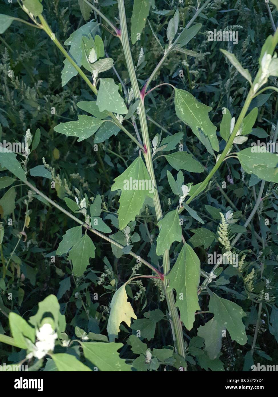 Fig-leaved Goosefoot (Chenopodium ficifolium), Plantae, Aspern, 1220 ...