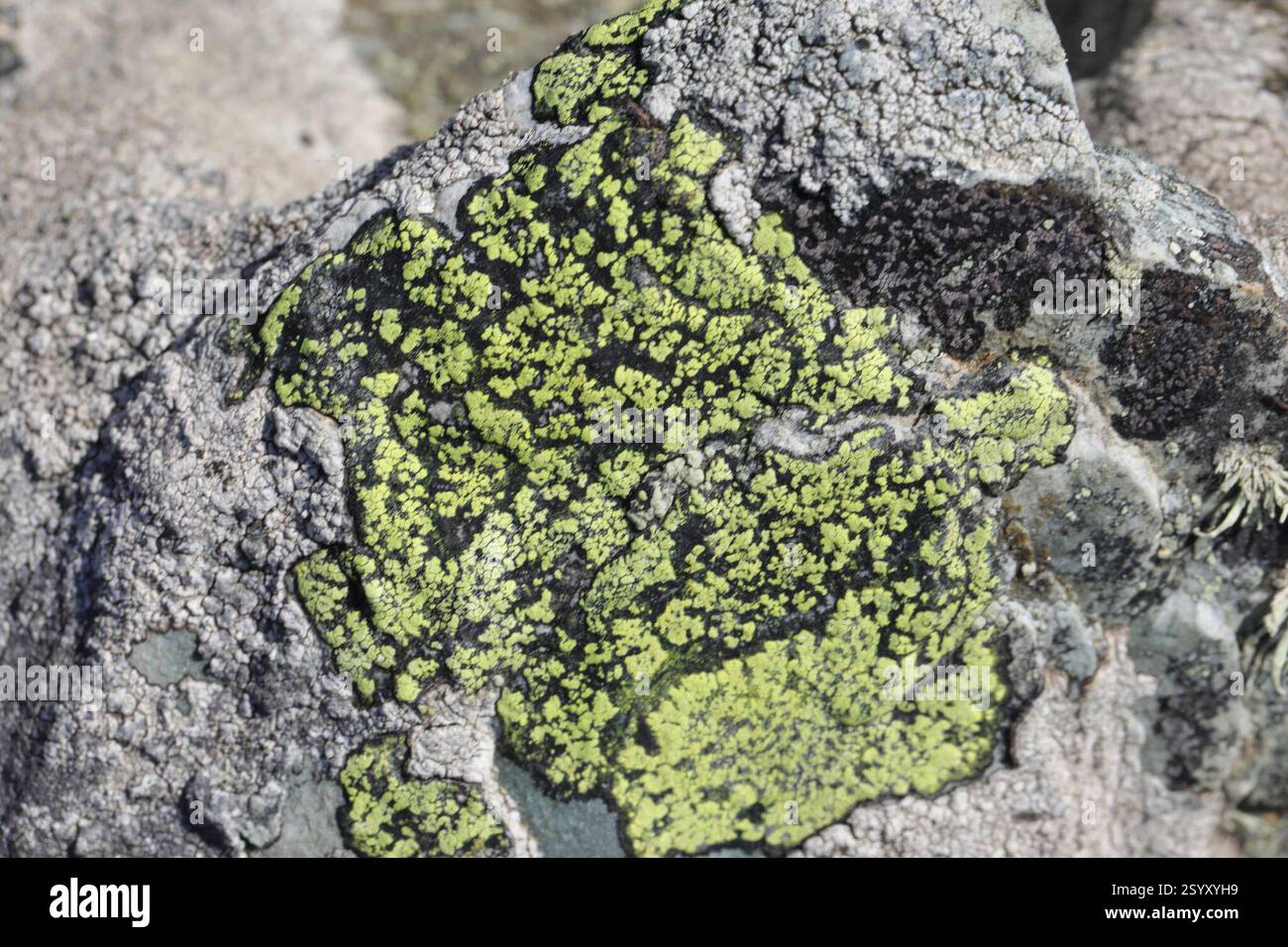 yellow map lichen (Rhizocarpon geographicum), Fungi, Porth Dafarch, Lon ...