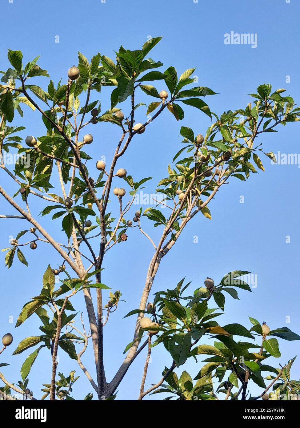 Genipap Tree (Genipa americana), Plantae, Paraguay Stock Photo - Alamy