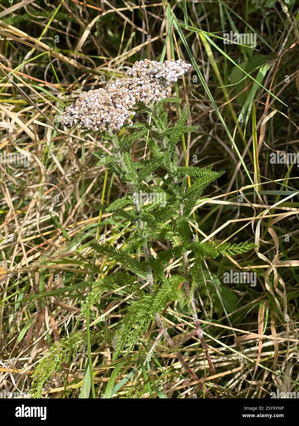 common yarrow (Achillea millefolium), Plantae, Great Burstead and South ...