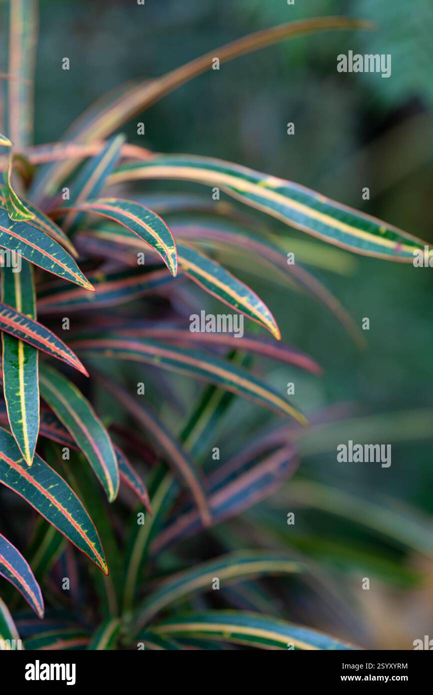 Fragment of striking plant showcases long, narrow leaves with vibrant ...