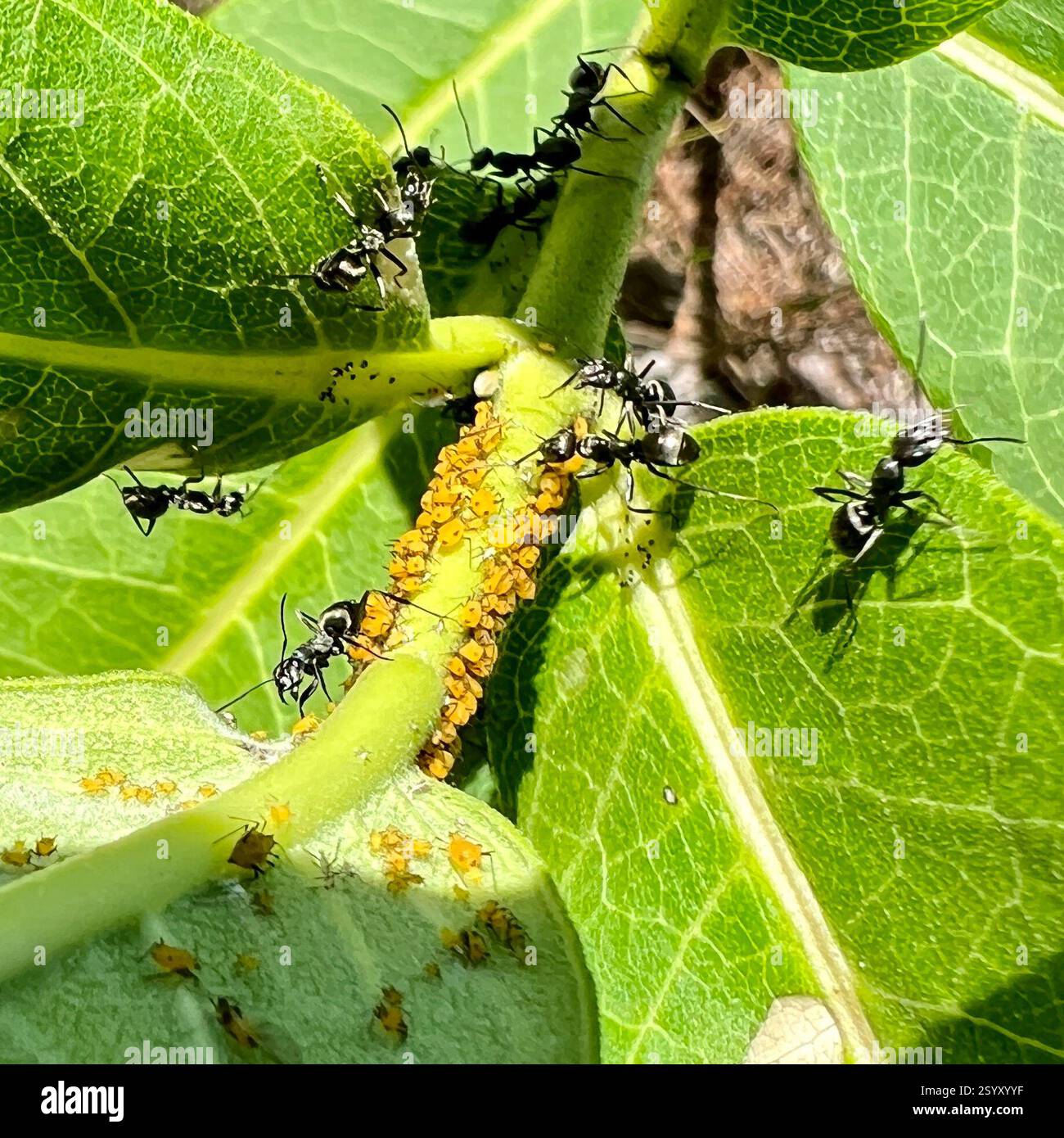 fusca-group Field Ants and Allies (Formica fusca), Insecta, Centerra ...