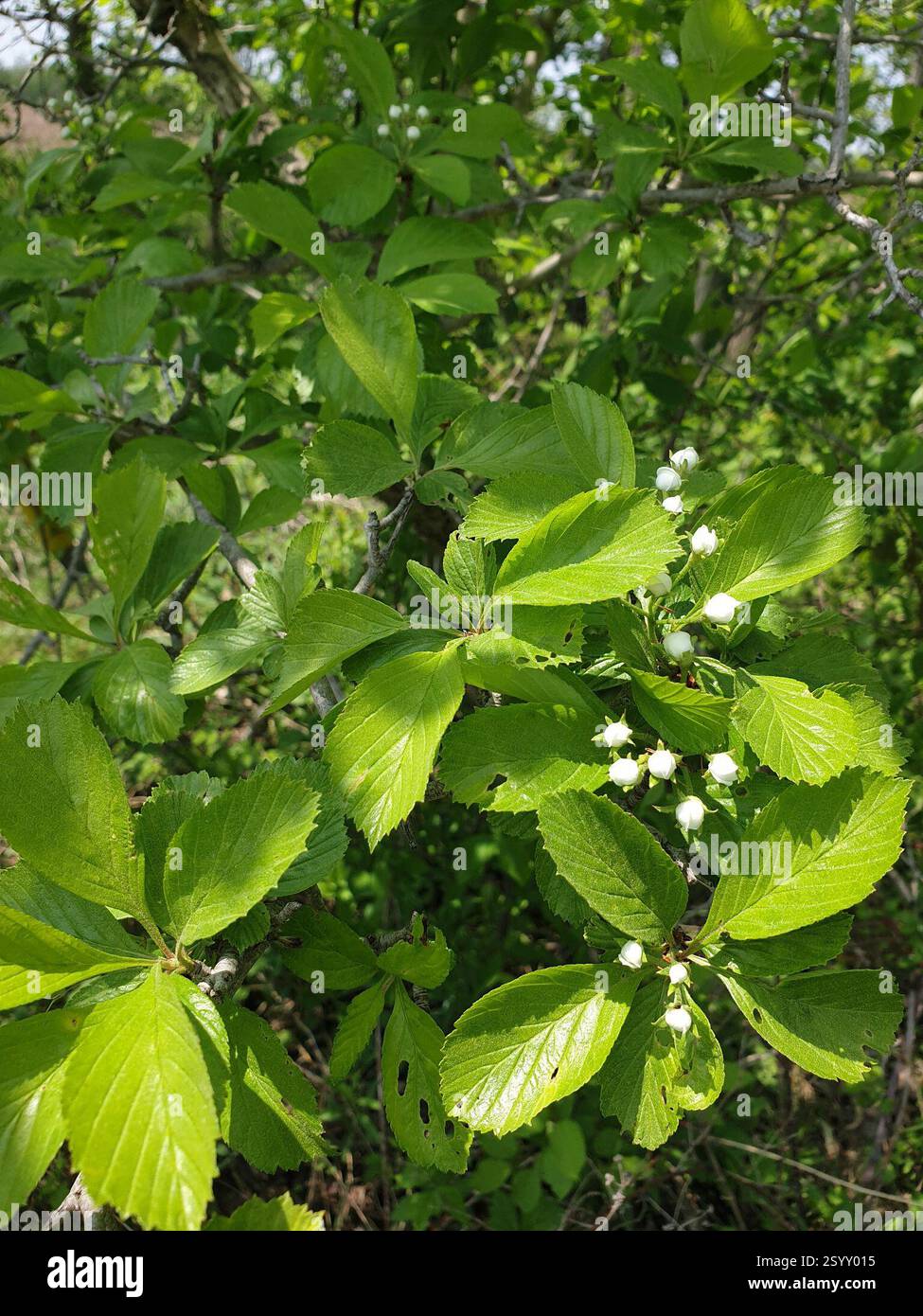dotted hawthorn (Crataegus punctata), Plantae, Middlesex County, ON ...