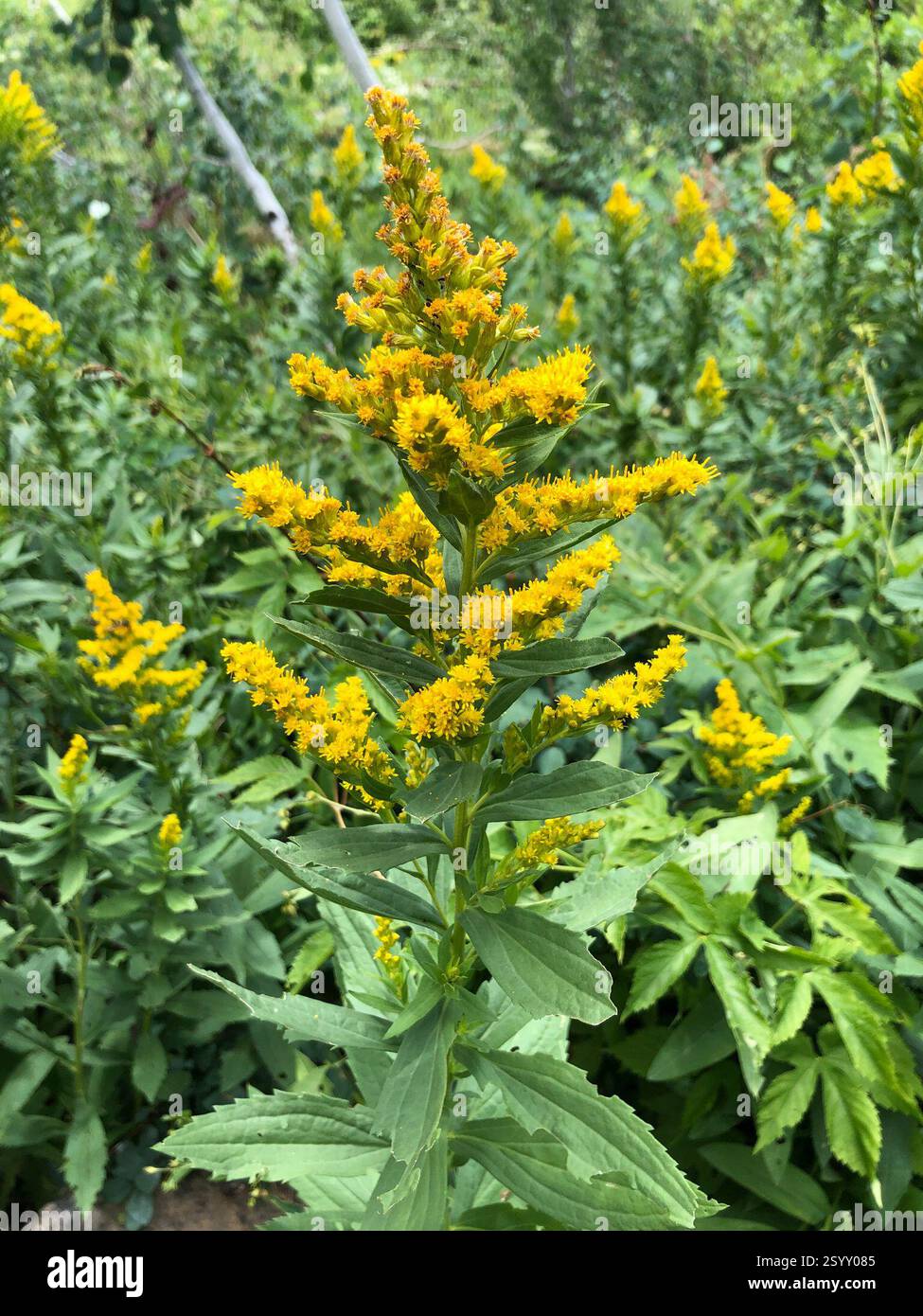 Canada goldenrod (Solidago canadensis), Plantae, Uinta-Wasatch-Cache ...