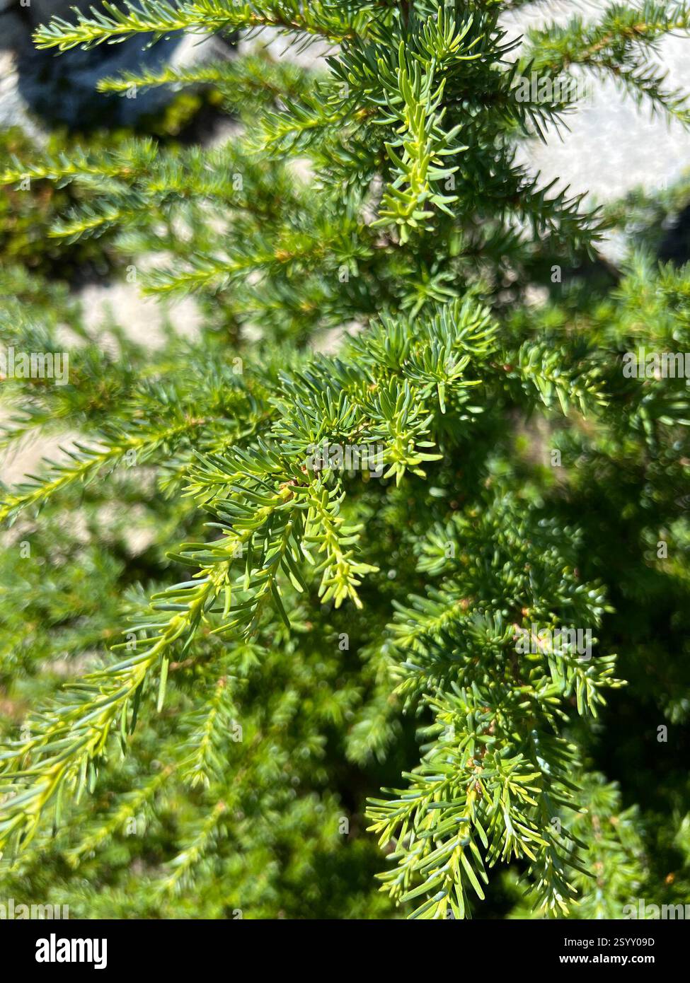 mountain hemlock (Tsuga mertensiana), Plantae, King County, WA, USA ...