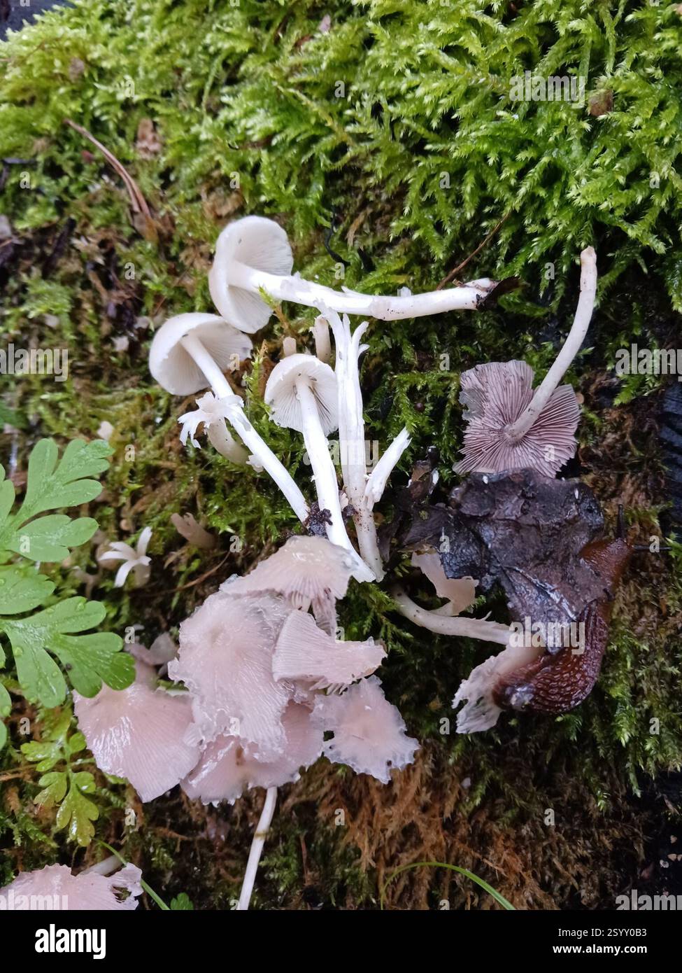 Pale Brittlestem (Candolleomyces candolleanus), Fungi, 35394 Gießen ...
