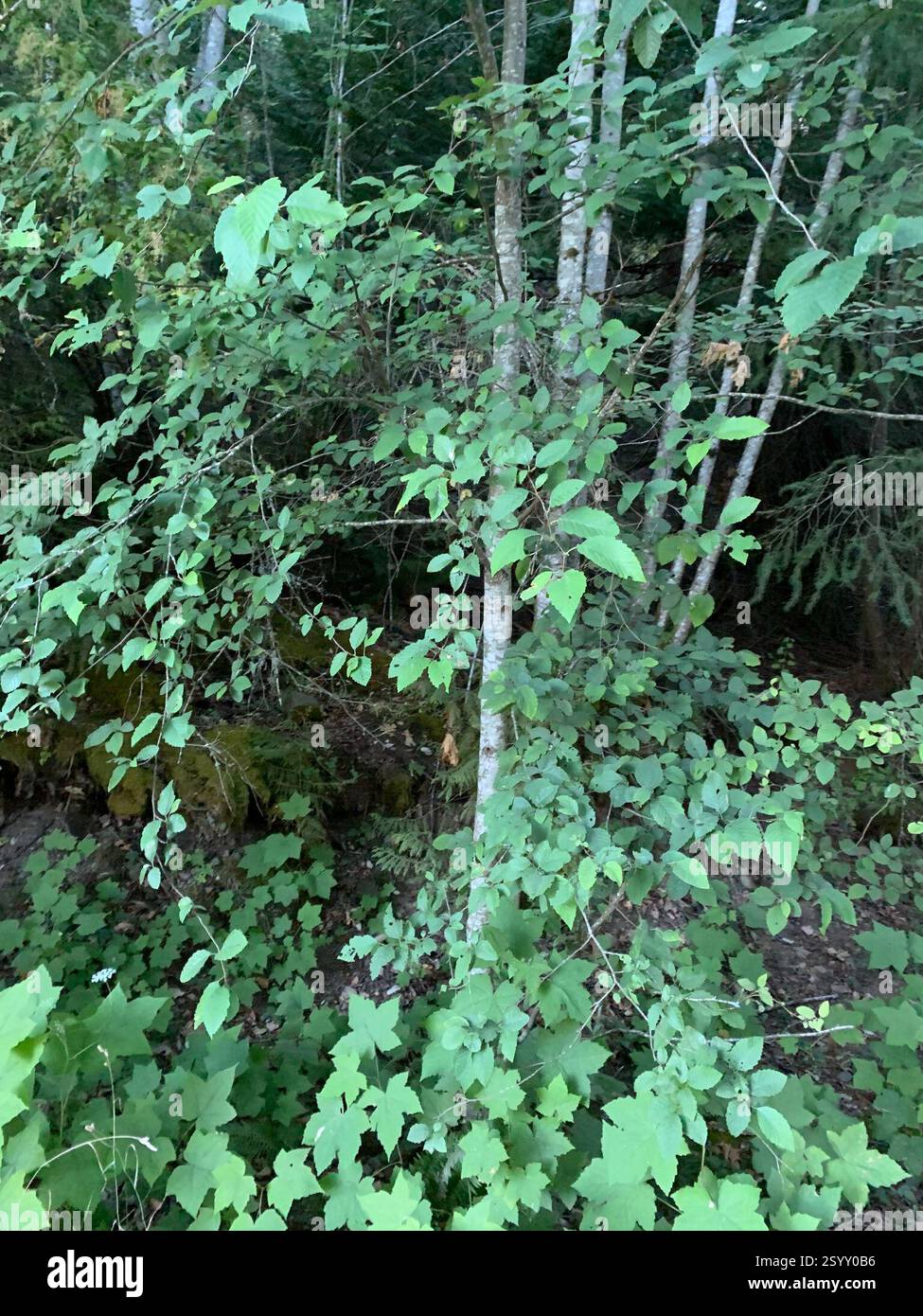 Red Alder (Alnus rubra), Plantae, Willis Point, Capital, BC, CA Stock ...