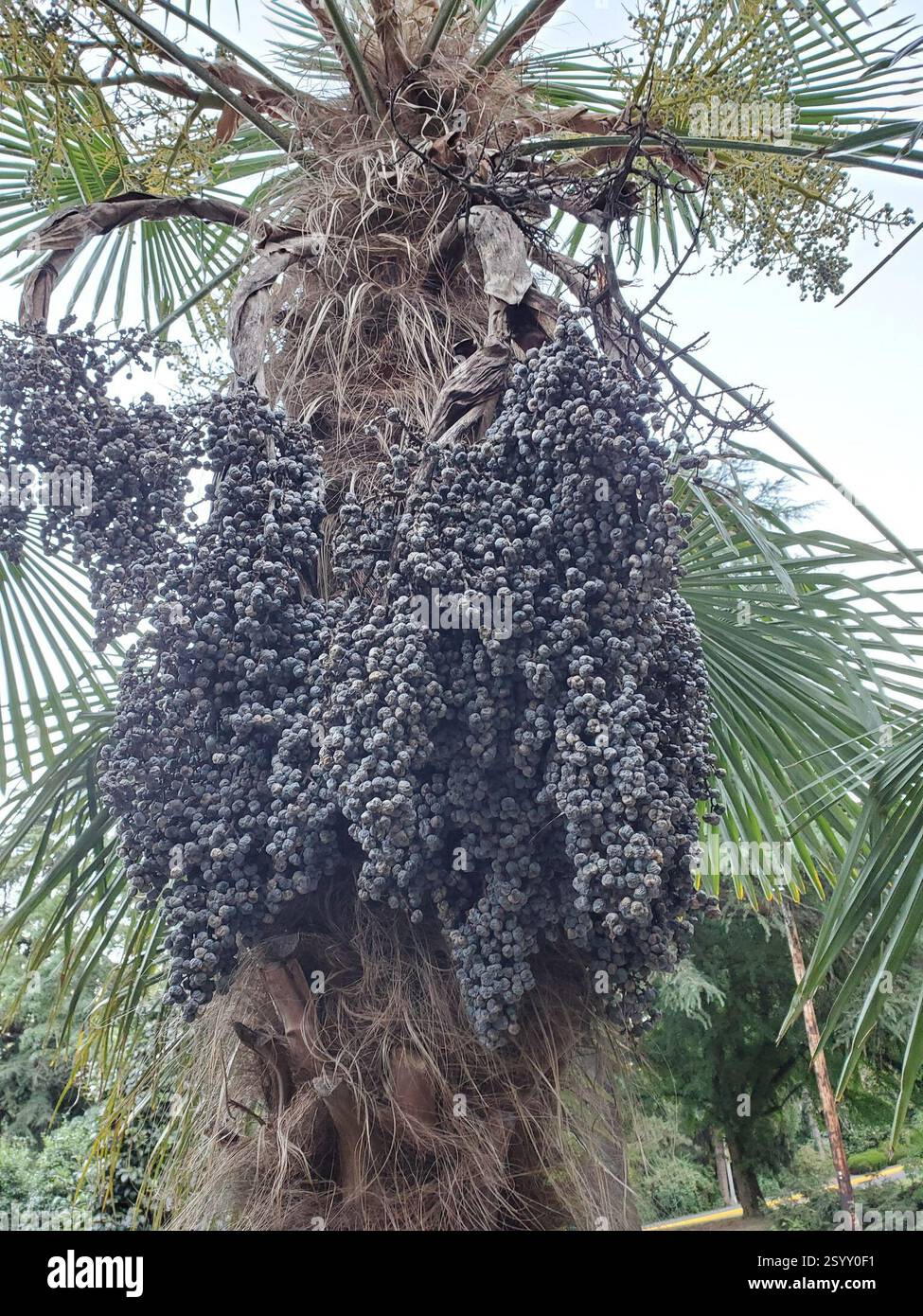 Chusan Palm (Trachycarpus fortunei), Plantae, Oregon, US, Found another ...