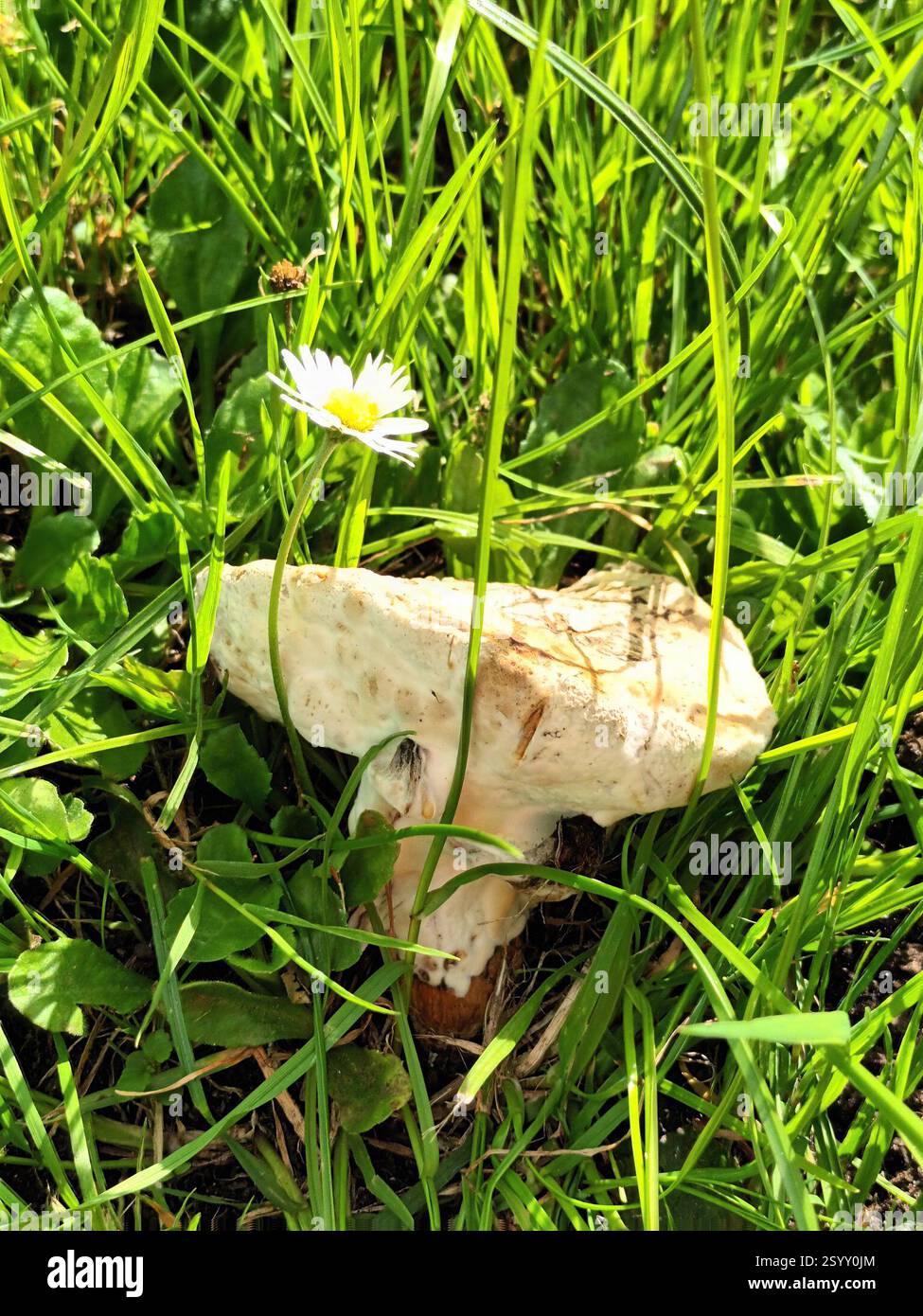 (Hypomyces), Fungi, Amblecote, Stourbridge DY8, UK Stock Photo - Alamy