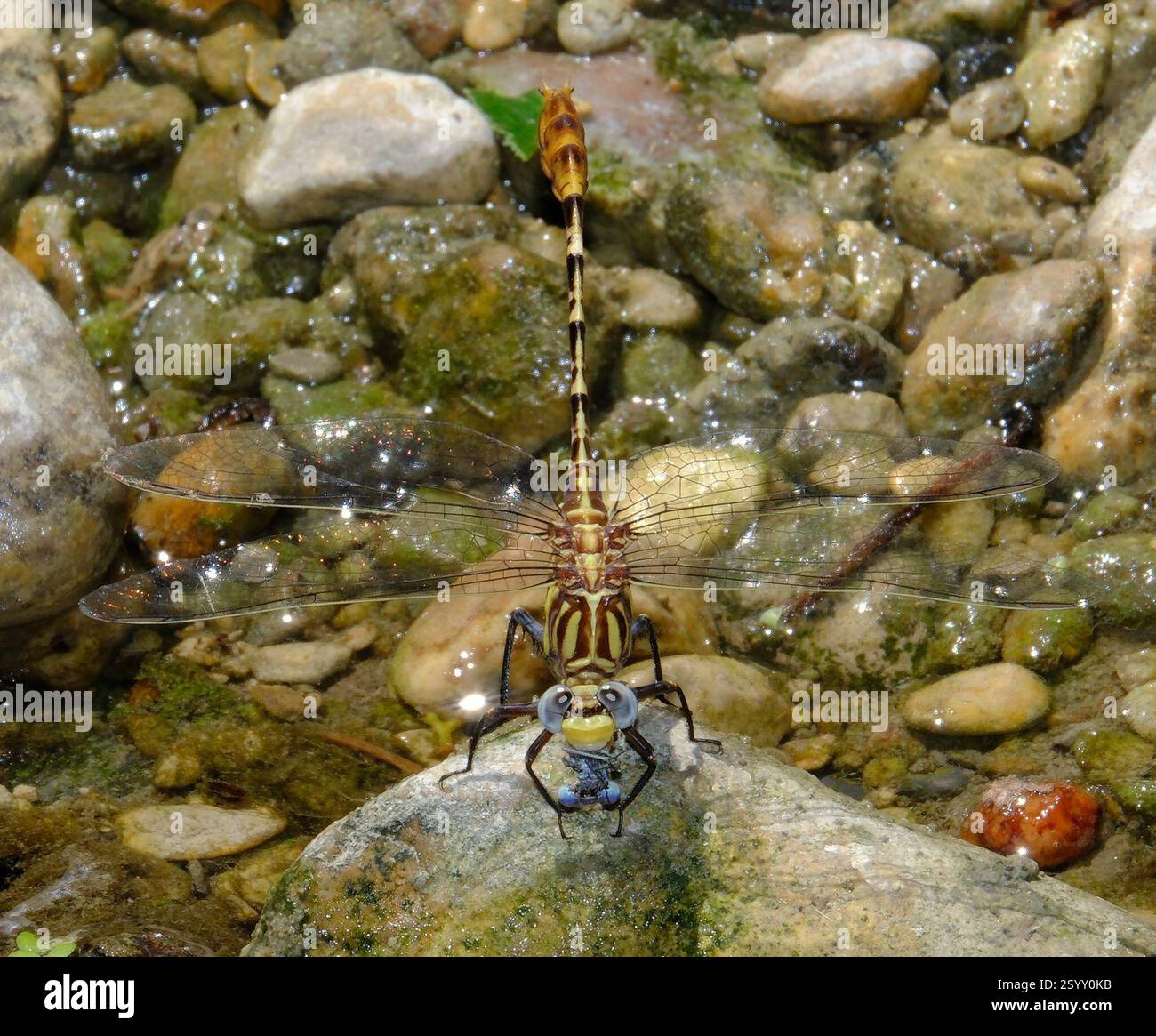 Flag-tailed Spinyleg (Dromogomphus spoliatus), Insecta, Lockhart, TX ...