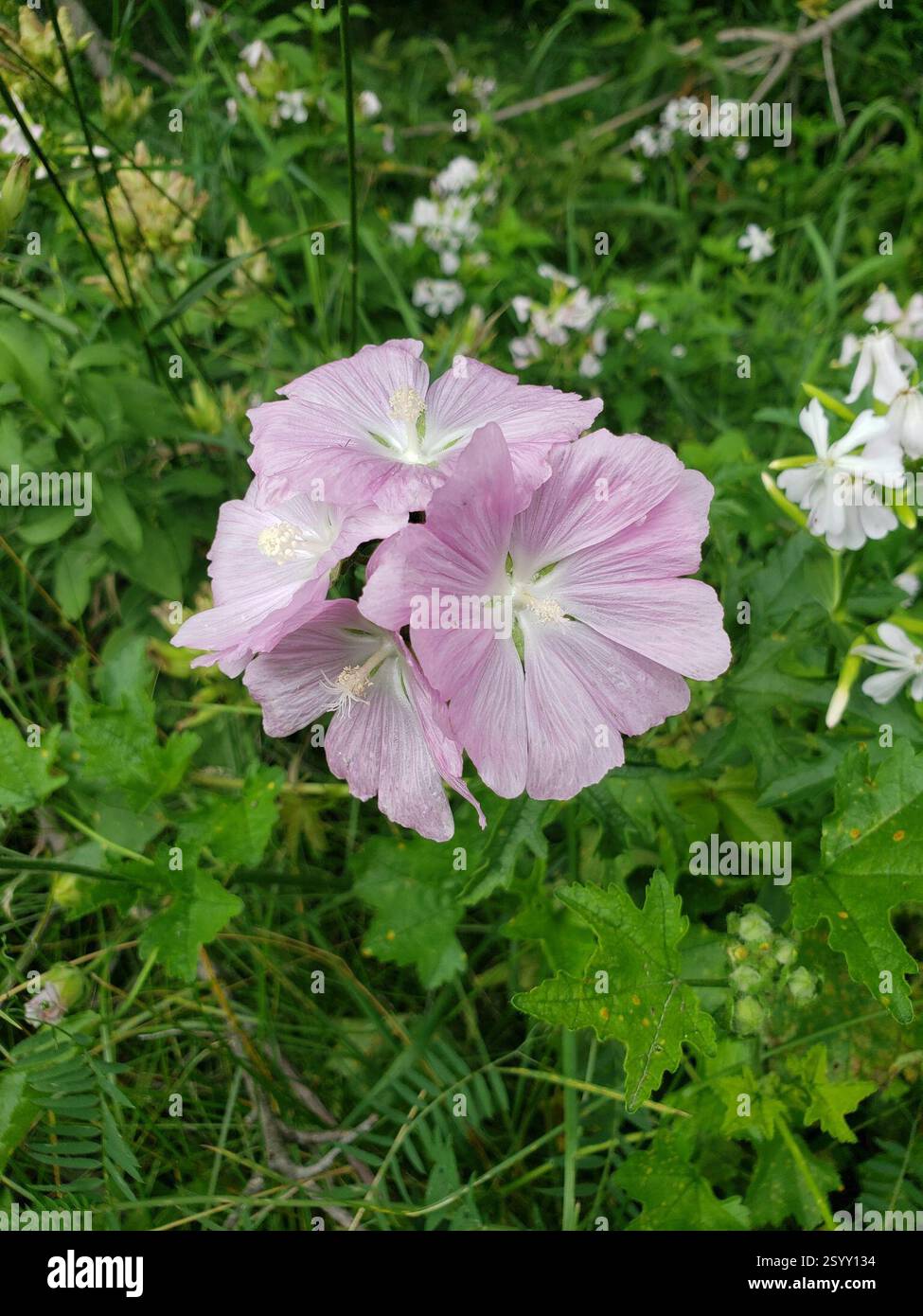 musk mallow (Malva moschata), Plantae, Ottawa, ON K2H 8T3, Canada Stock ...