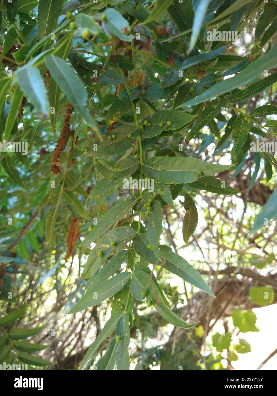 California Black Walnut Pouch Gall Mite (Aceria brachytarsa), Arachnida ...