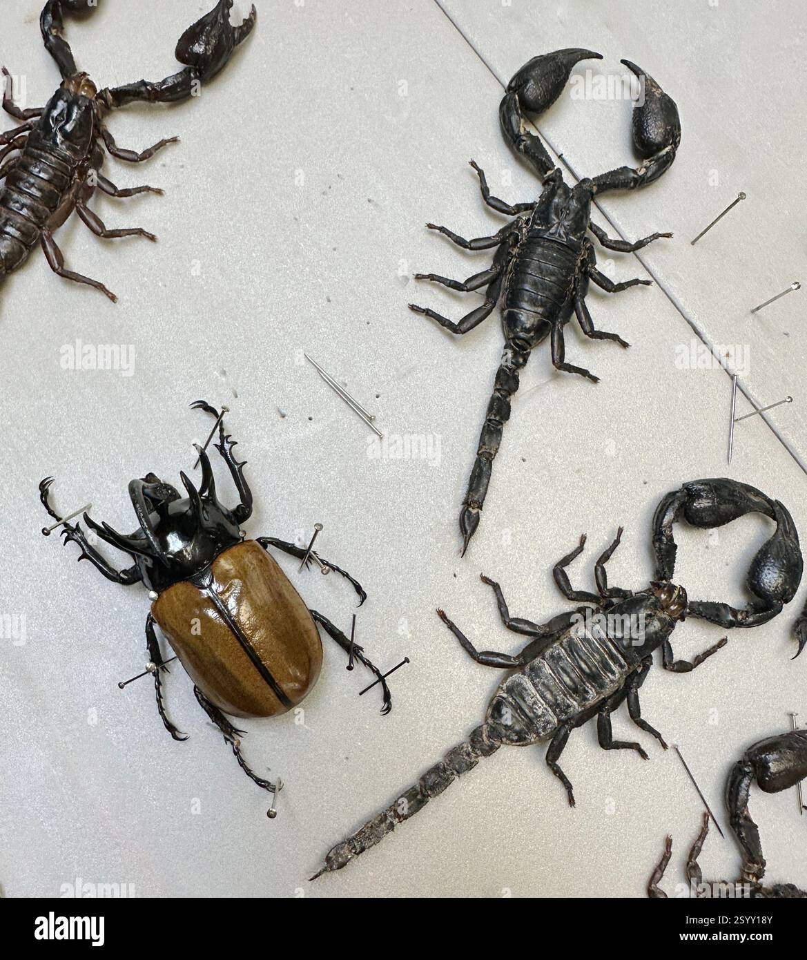 Large 4" Eupatorus Gracilicornis Rhinoceros 5 Horned beetle is pinned ...