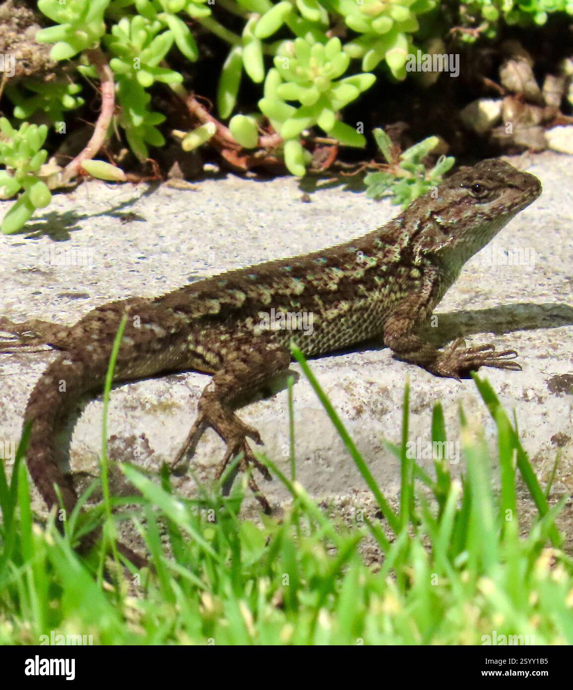 Coast Range Fence Lizard (Sceloporus occidentalis bocourtii), Reptilia ...