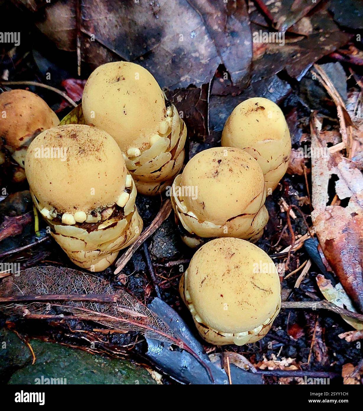 fungus root (Balanophora fungosa), Plantae, North Queensland, Lake ...