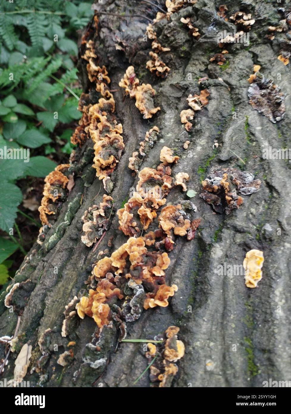 (Stereum), Fungi, Southampton SO30 3XH, UK Stock Photo - Alamy