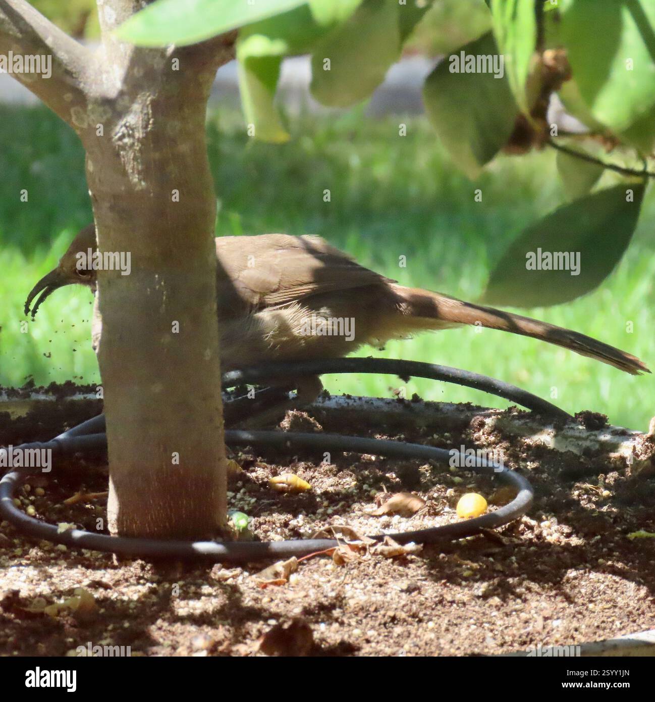 California Thrasher (Toxostoma redivivum), Aves, Country Park Rd ...