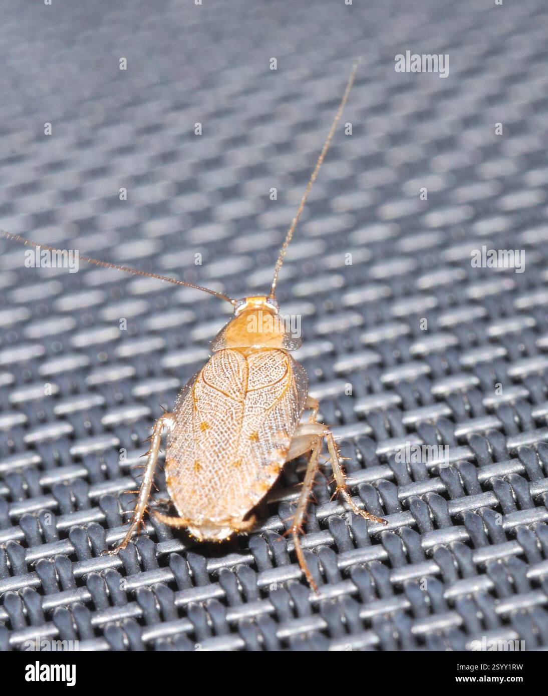 Tawny Cockroach (Ectobius pallidus), Insecta, Verlegerviertel ...