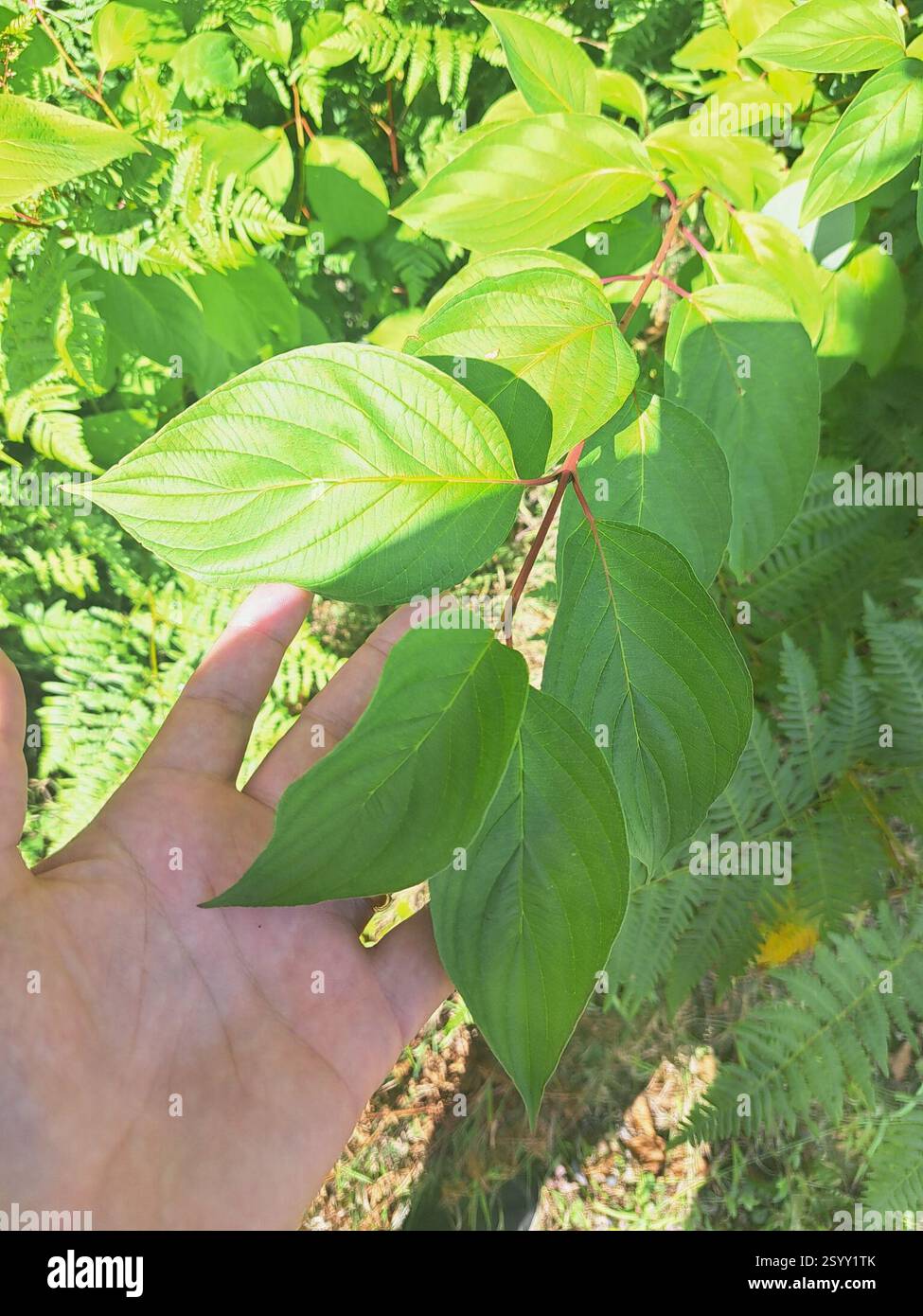 red osier dogwood (Cornus sericea), Plantae, Huron Shores, ON, Canada ...