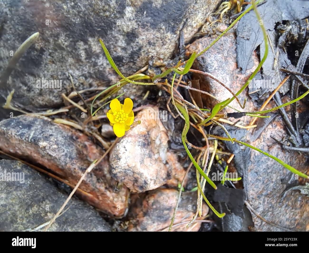 Creeping Spearwort (Ranunculus reptans), Plantae, Iron Bridge, ON P0R ...