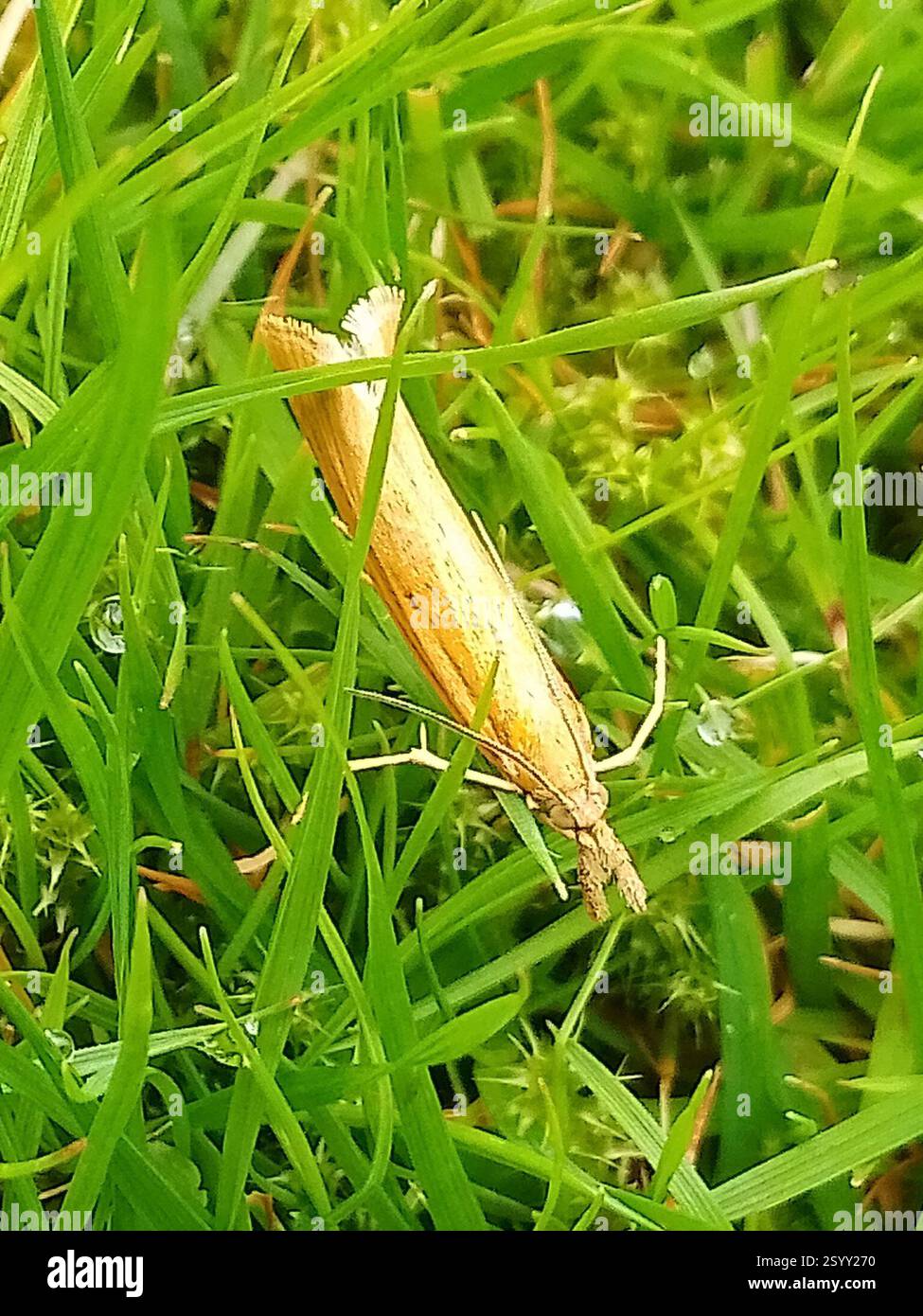 (Agriphila), Insecta, Post Office, Dundee DD1 1LW, UK Stock Photo - Alamy