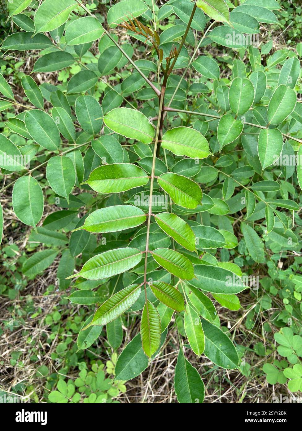 (Garuga pinnata), Plantae, Dolvan, Tapi, GJ, IN Stock Photo - Alamy