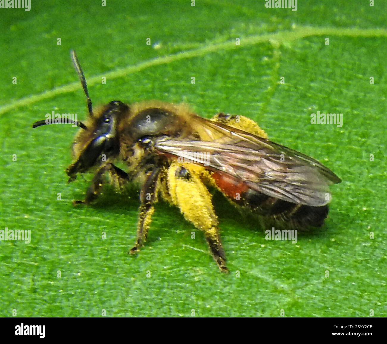 Bouteilles saint sebastien hi-res stock photography and images - Alamy