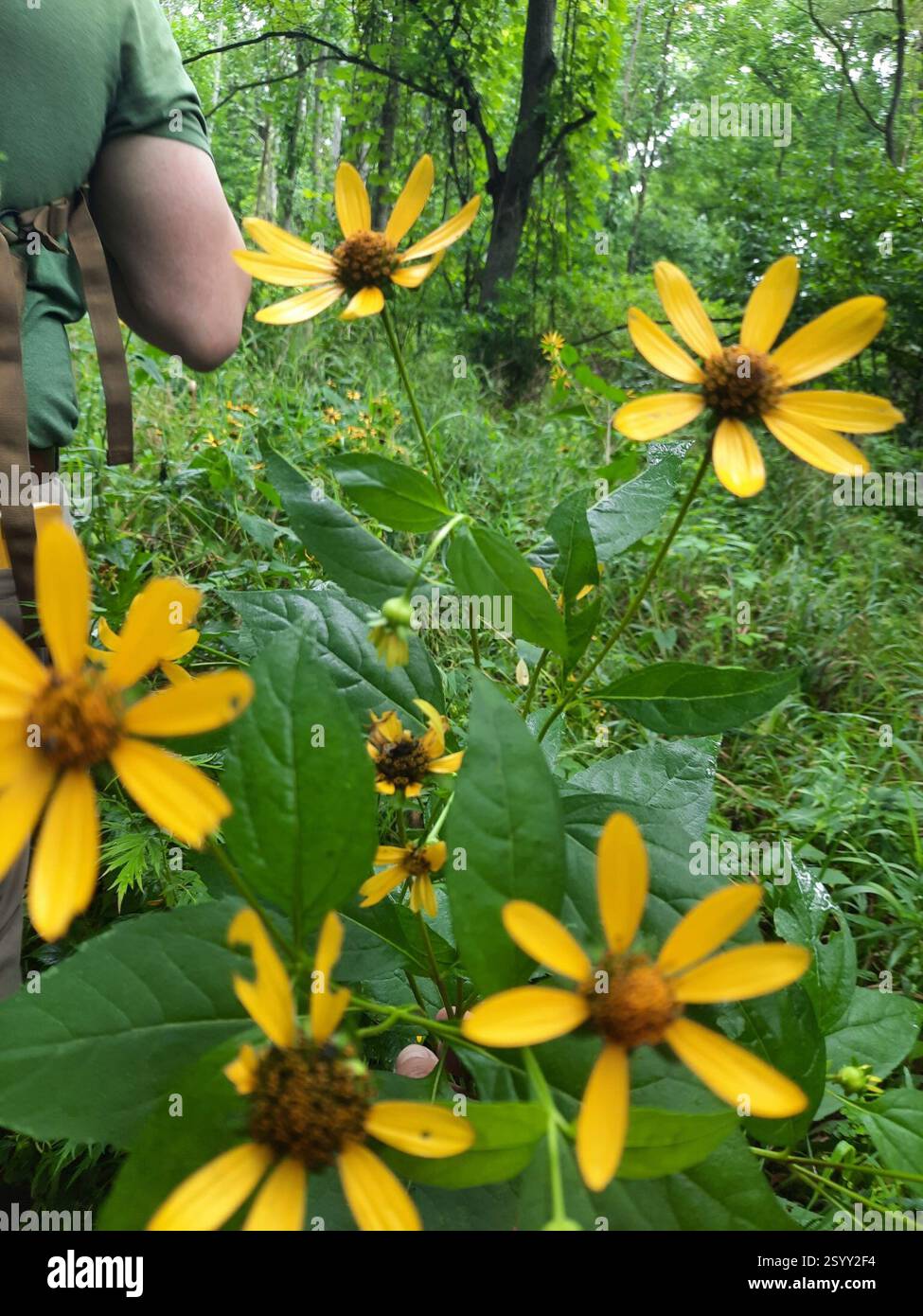 false sunflower (Heliopsis helianthoides), Plantae, Ithaca, NY, USA ...