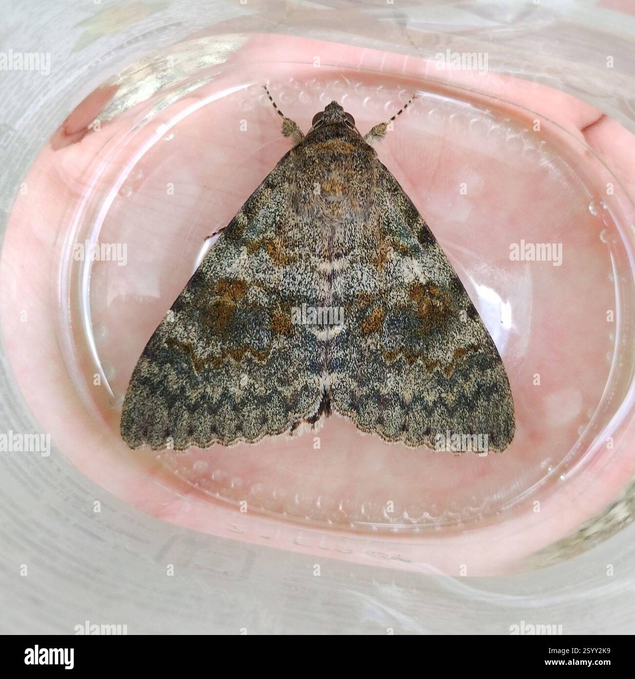 French Red Underwing (Catocala elocata), Insecta, Kosanin dol ...