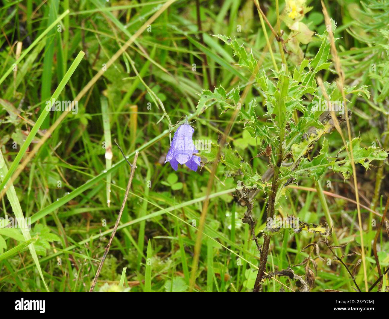 Common Harebell (Campanula rotundifolia), Plantae, Kufstein, Austria ...