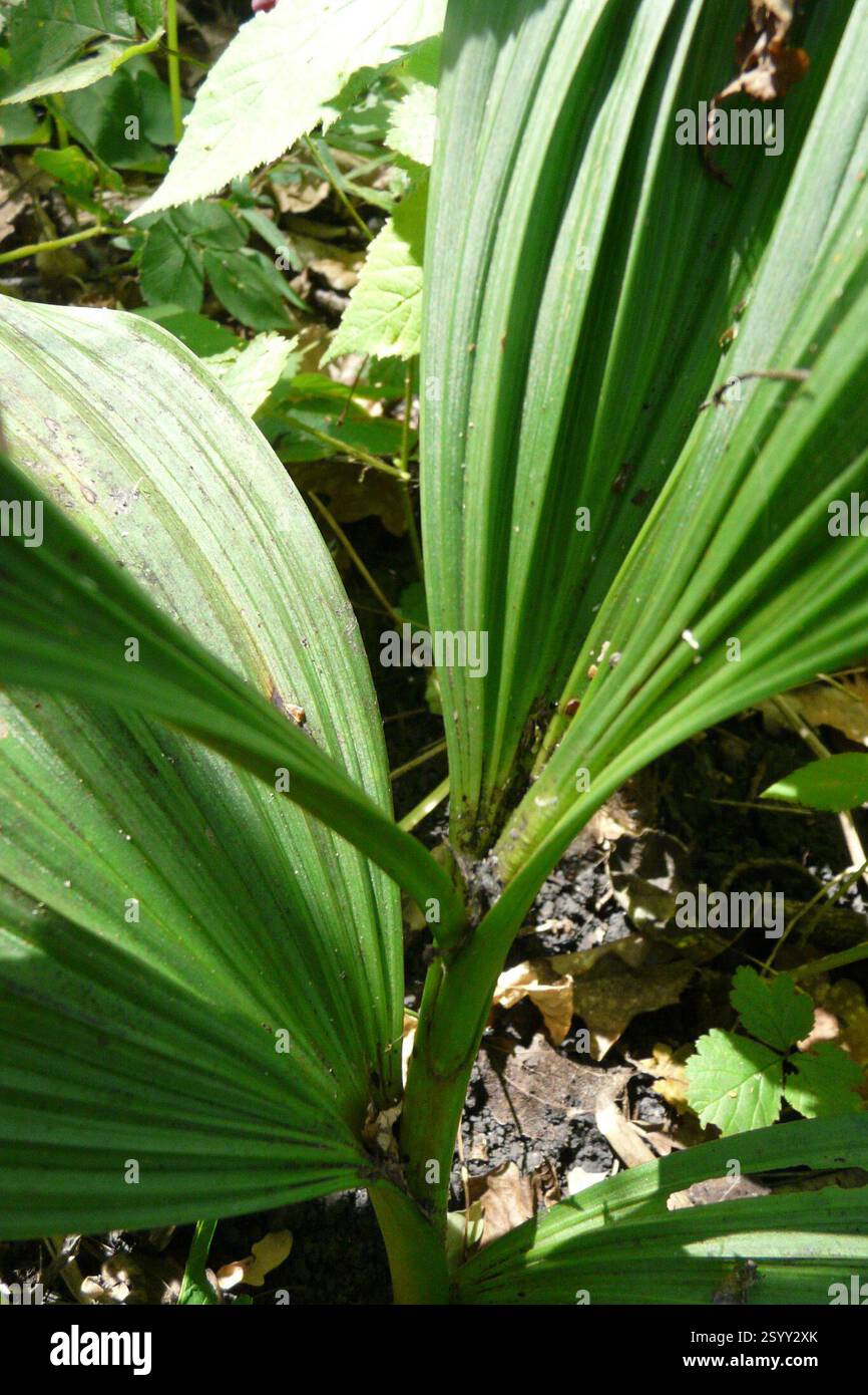 Black False-hellebore (Veratrum nigrum), Plantae, Мокшанский р-н ...